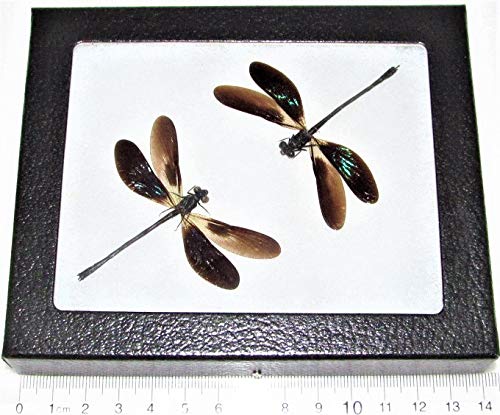 Euphaea variegata - Sustainable Conservation of the Green Black ...