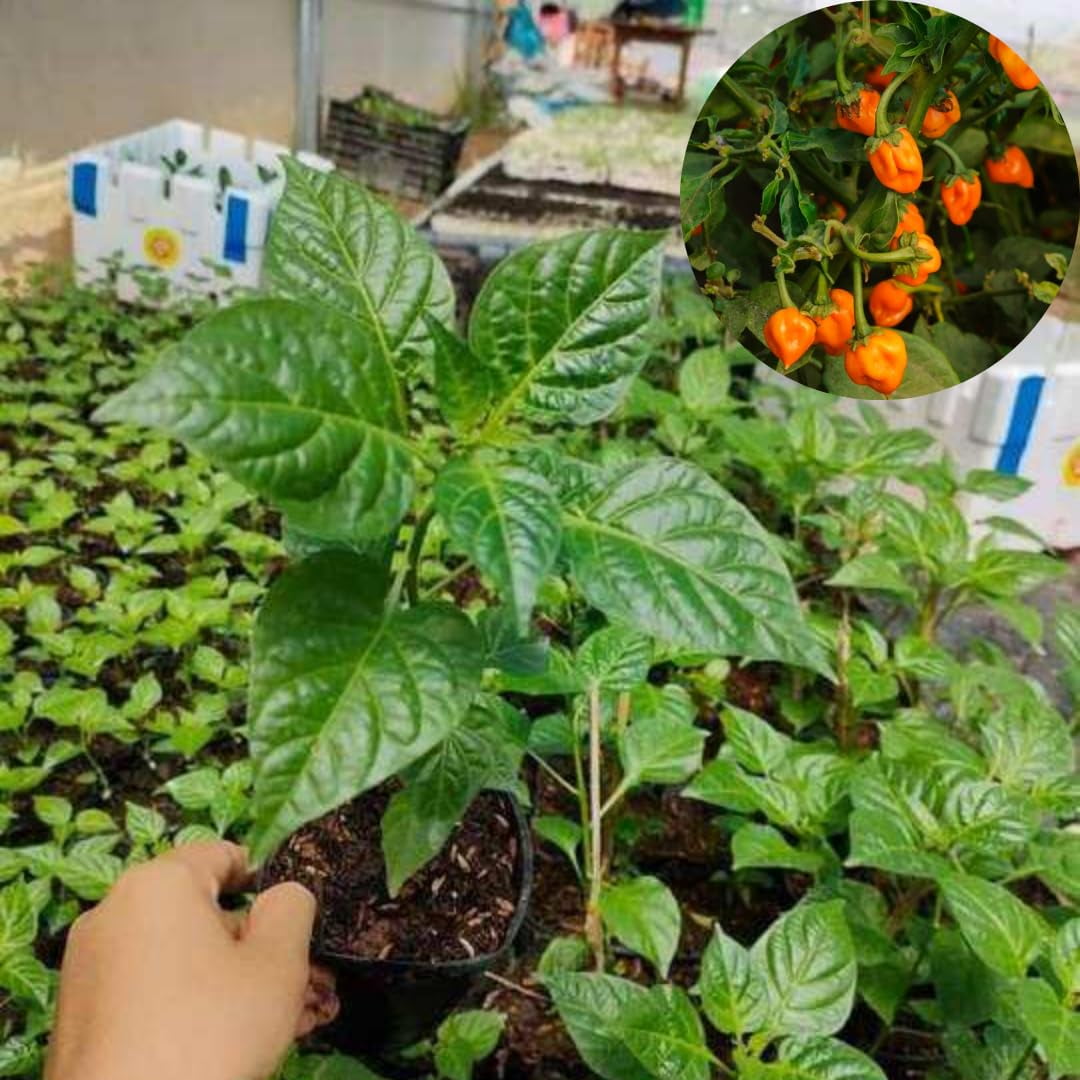 Set 2 Orange Habanero Pepper Plants Live, 90 Days Old Pepper, World ...