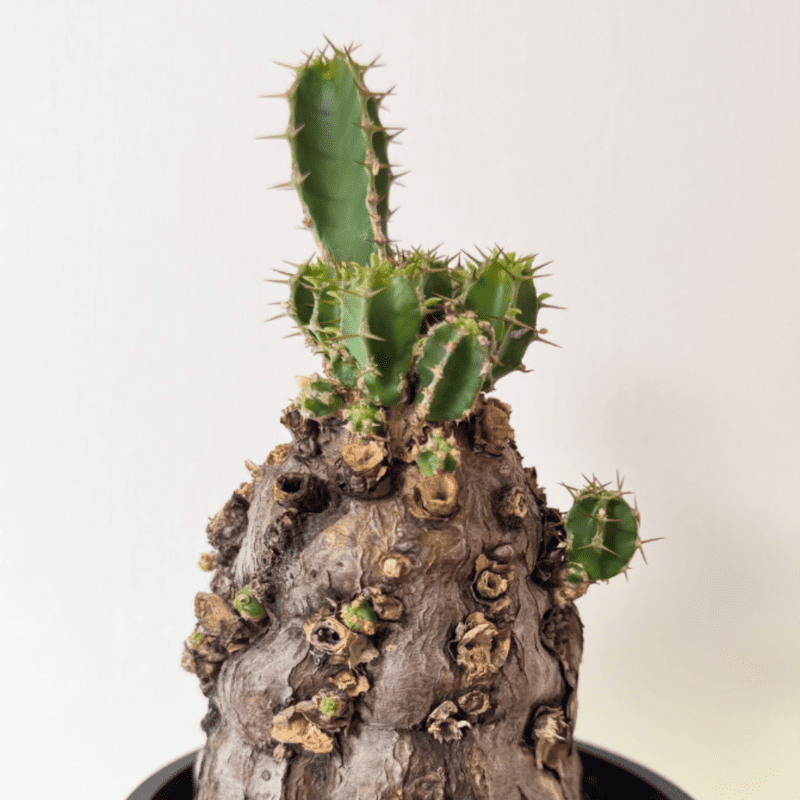 Euphorbia Mlanjeana, Exotic Rare Plant, Unique Plant Collection, Ship ...