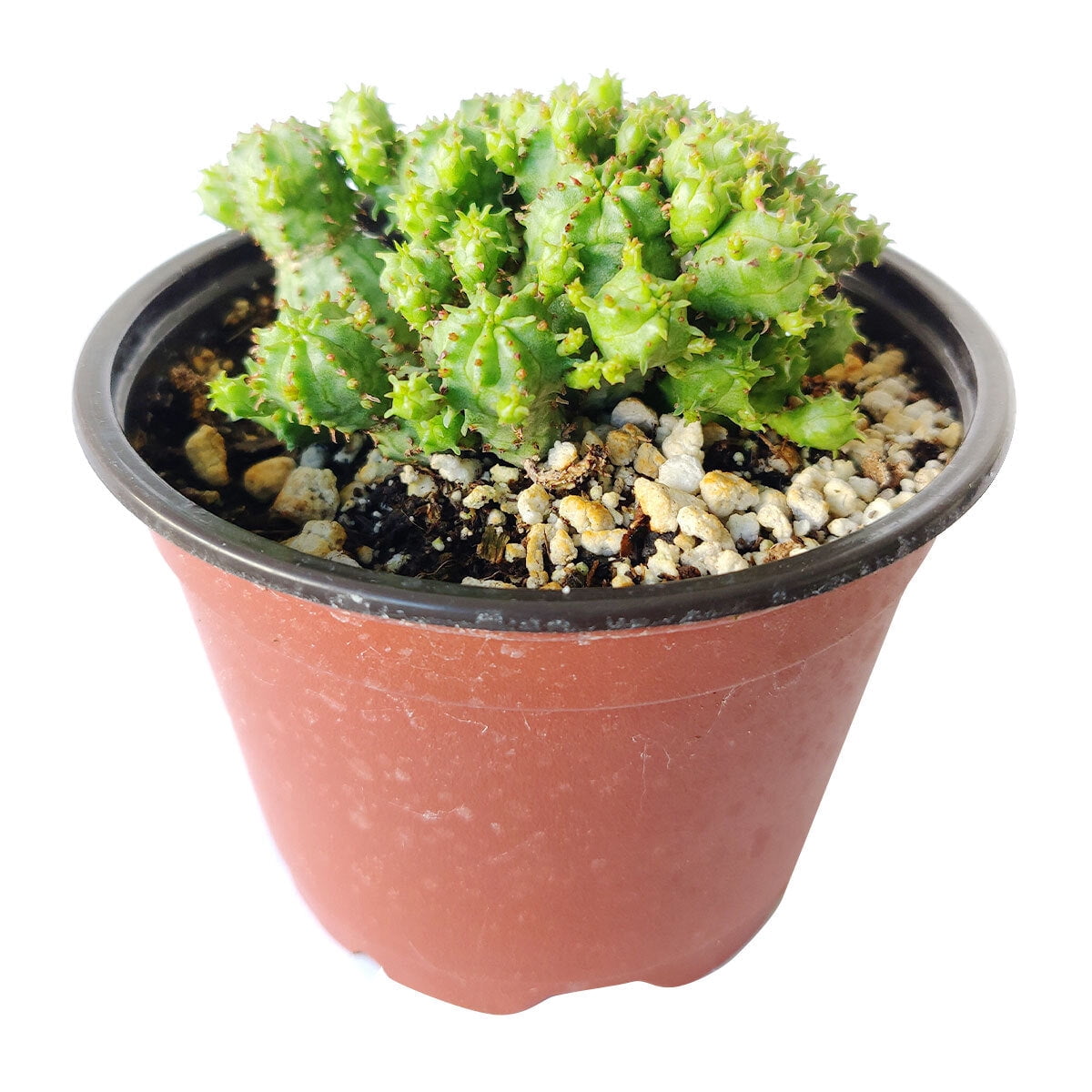 Euphorbia Monstrose Cactus (4"+ Plastic Pot) - Rare Cactus - Unique ...