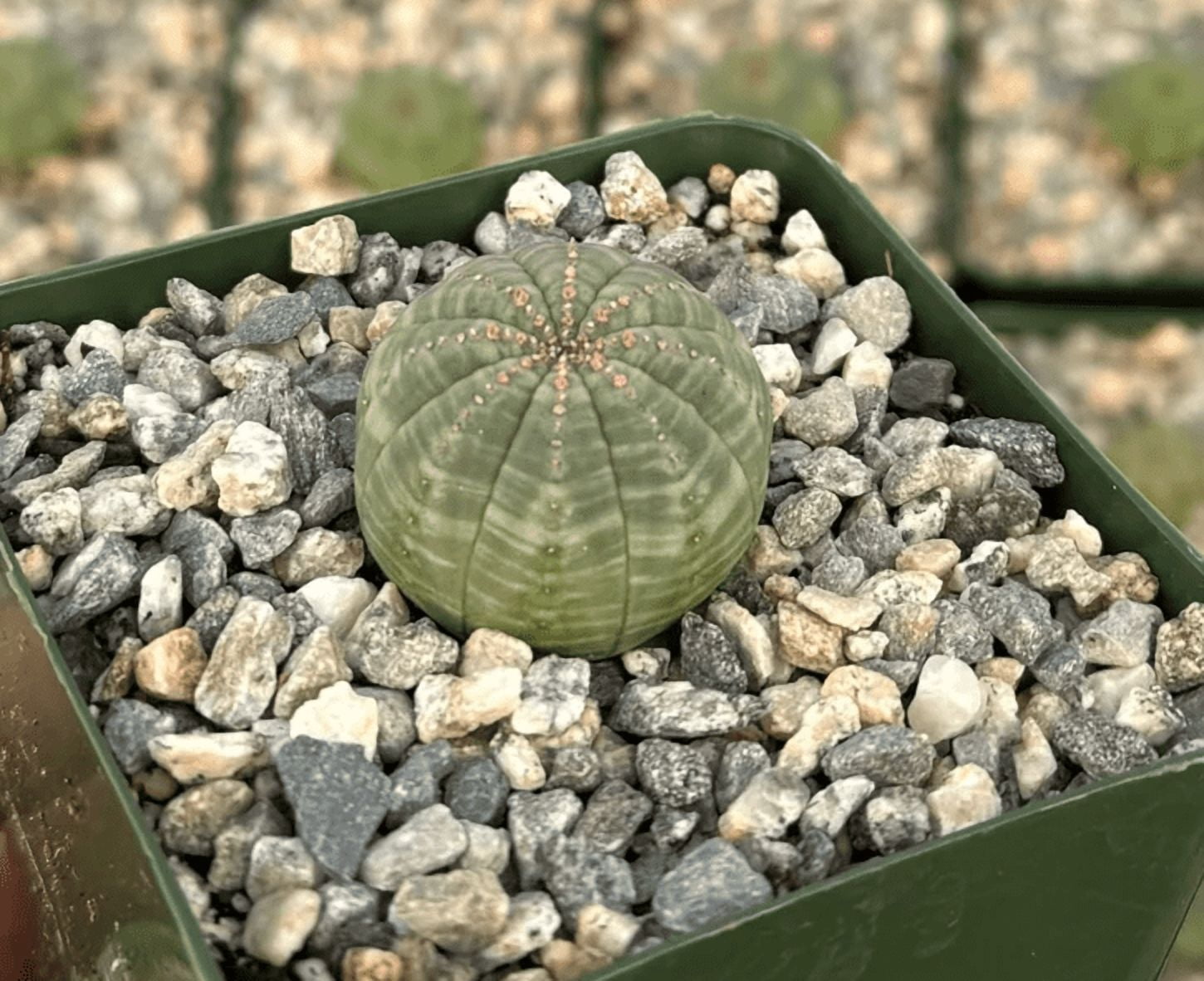 Euphorbia Obesa Hybrid Plant Live for Planting - Baseball Plant - Rare ...
