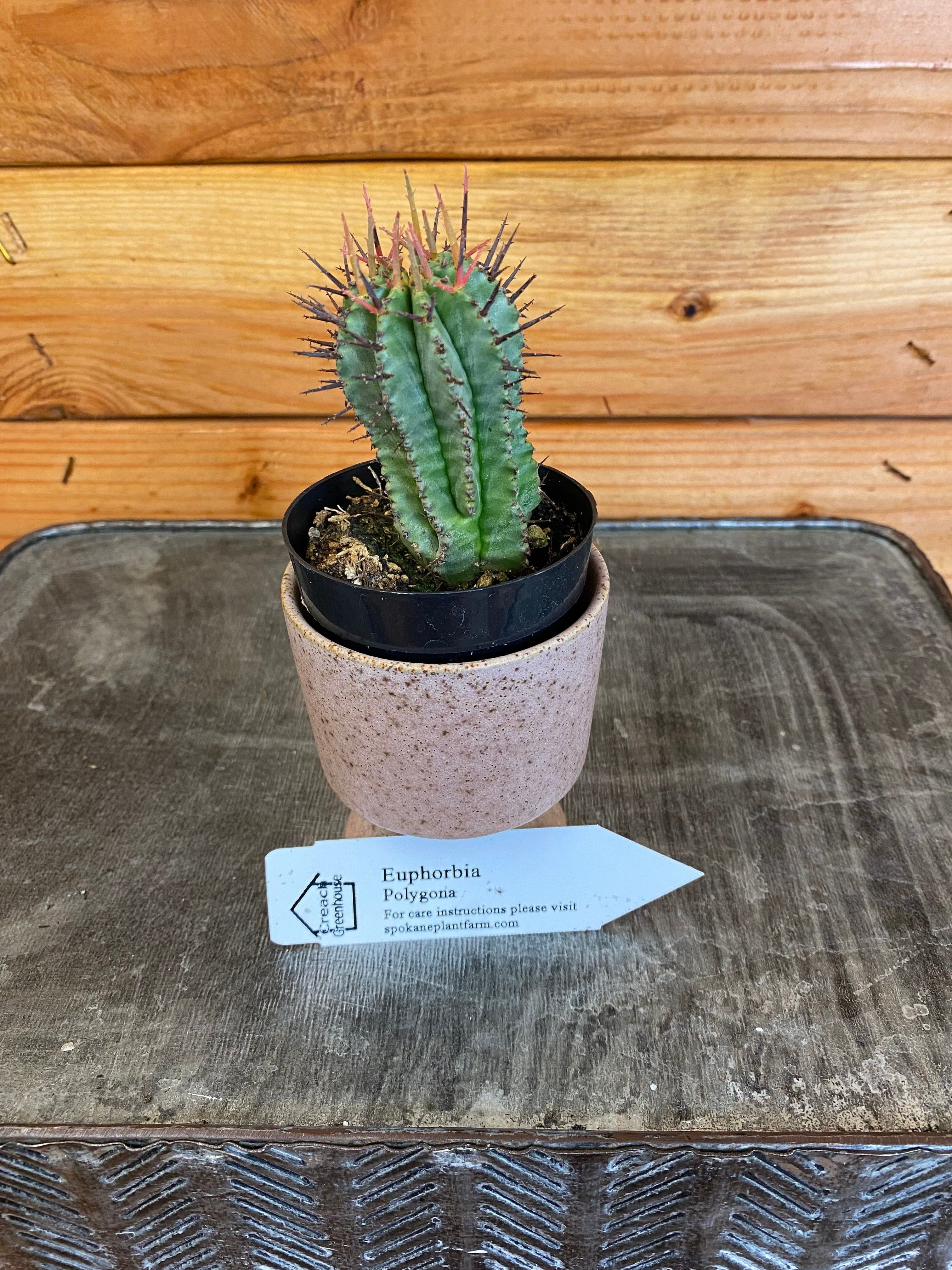 Euphorbia Polygona, 2" Plant - Walmart.com