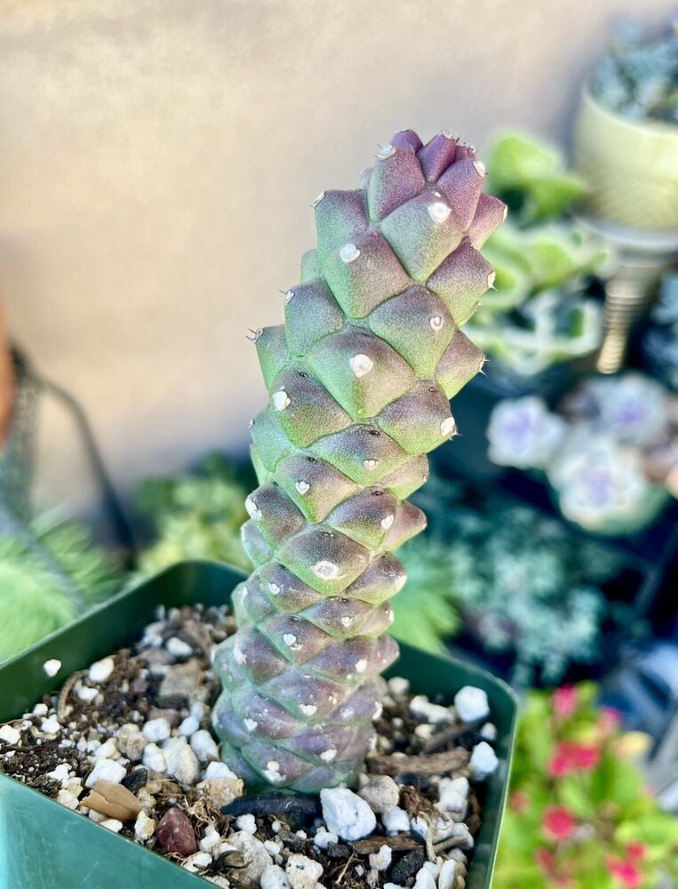 Euphorbia Ritchiei, Monadenium ritchiei,succu - Walmart.com