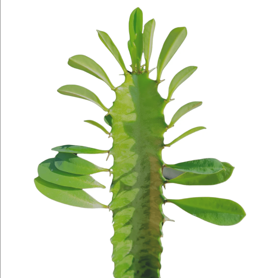 Euphorbia Trigona 'African Milk Tree' Cactus Live Plant 4" Bare Roots ...