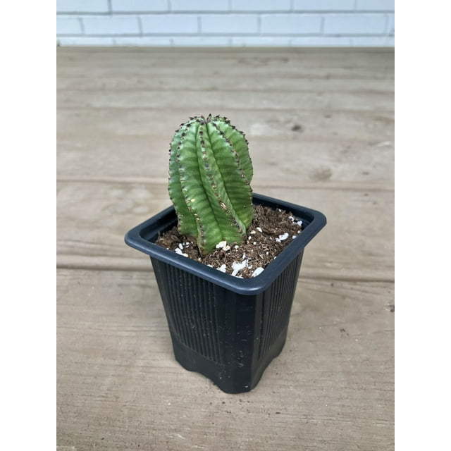 Hand Picked Nursery 12" "Tanzanian Zipper Live Plants in 2.5" Pots ...