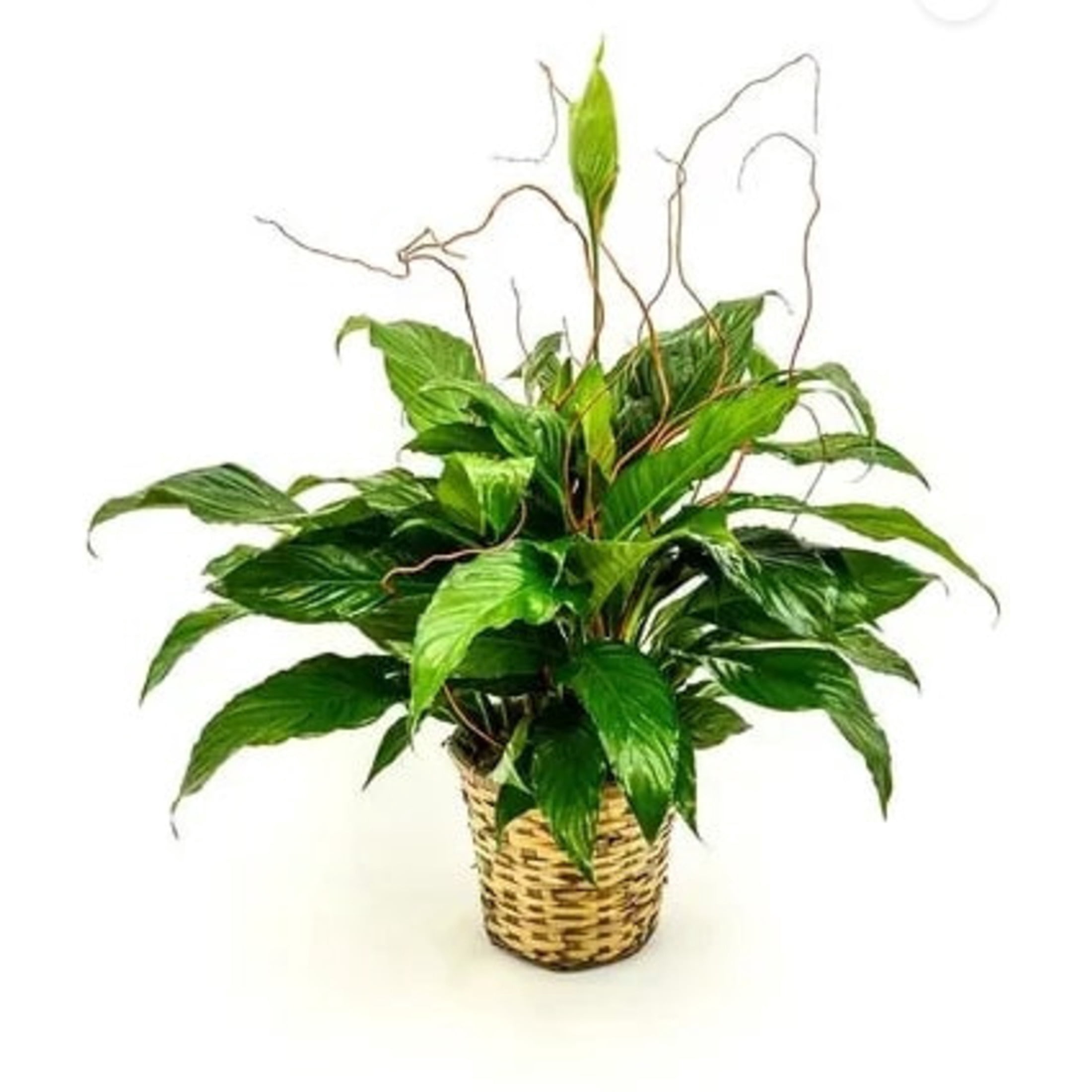 Euphoria Flowers Peace Lily Spathiphyllum Plant - Walmart.com
