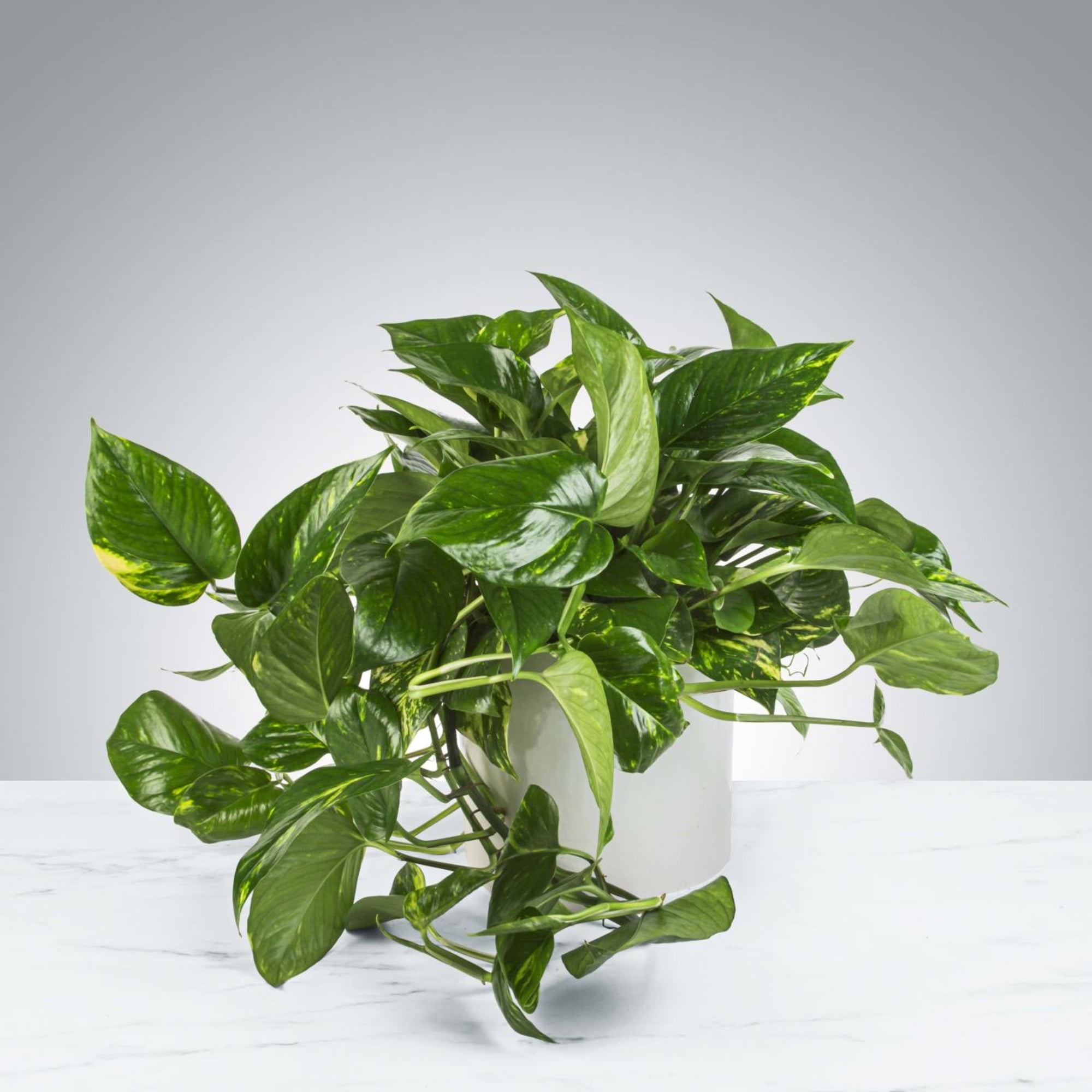 Euphoria Flowers Pothos Plant - Walmart.com