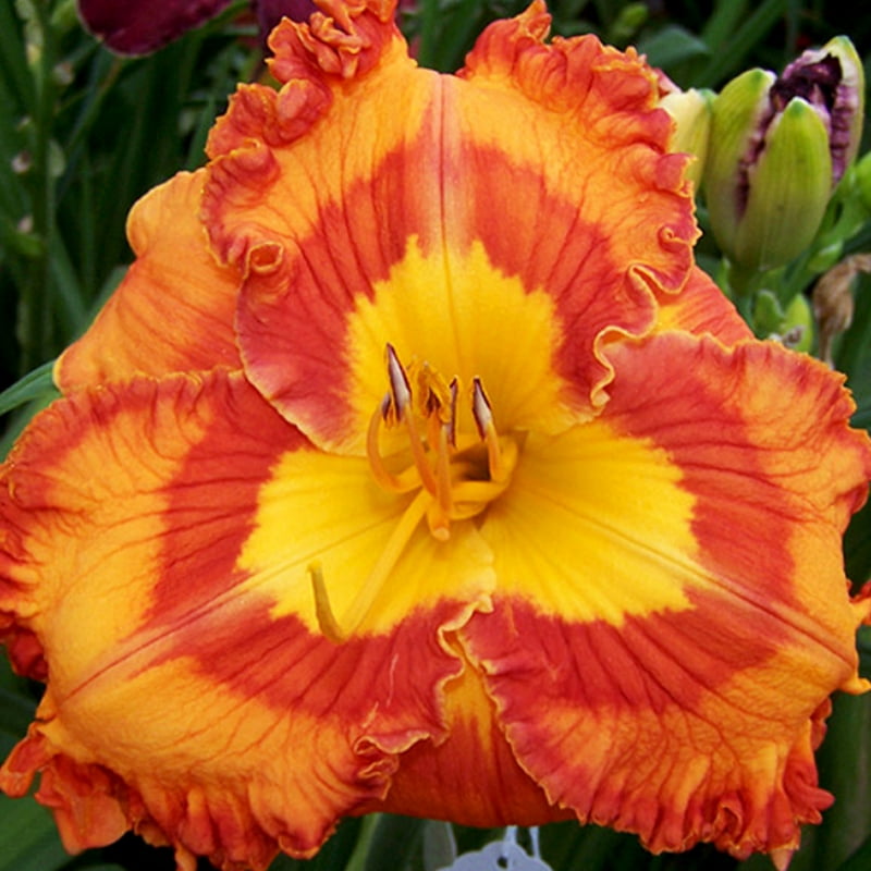 Euphoric Daylily Flower Bulbs - Naturalizing - Perennializing - Easy to ...
