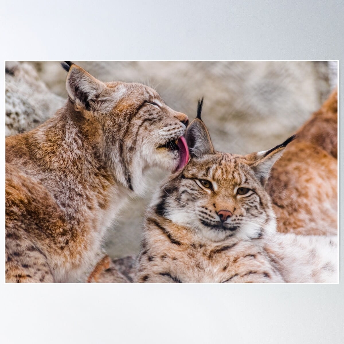 Eurasian Lynx Poster Wall Art, Modern Wall Decor For Living Room ...