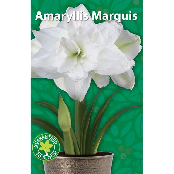 EuroBlooms Amaryllis Marquis, Prepotted Indoor Plants, Double White ...