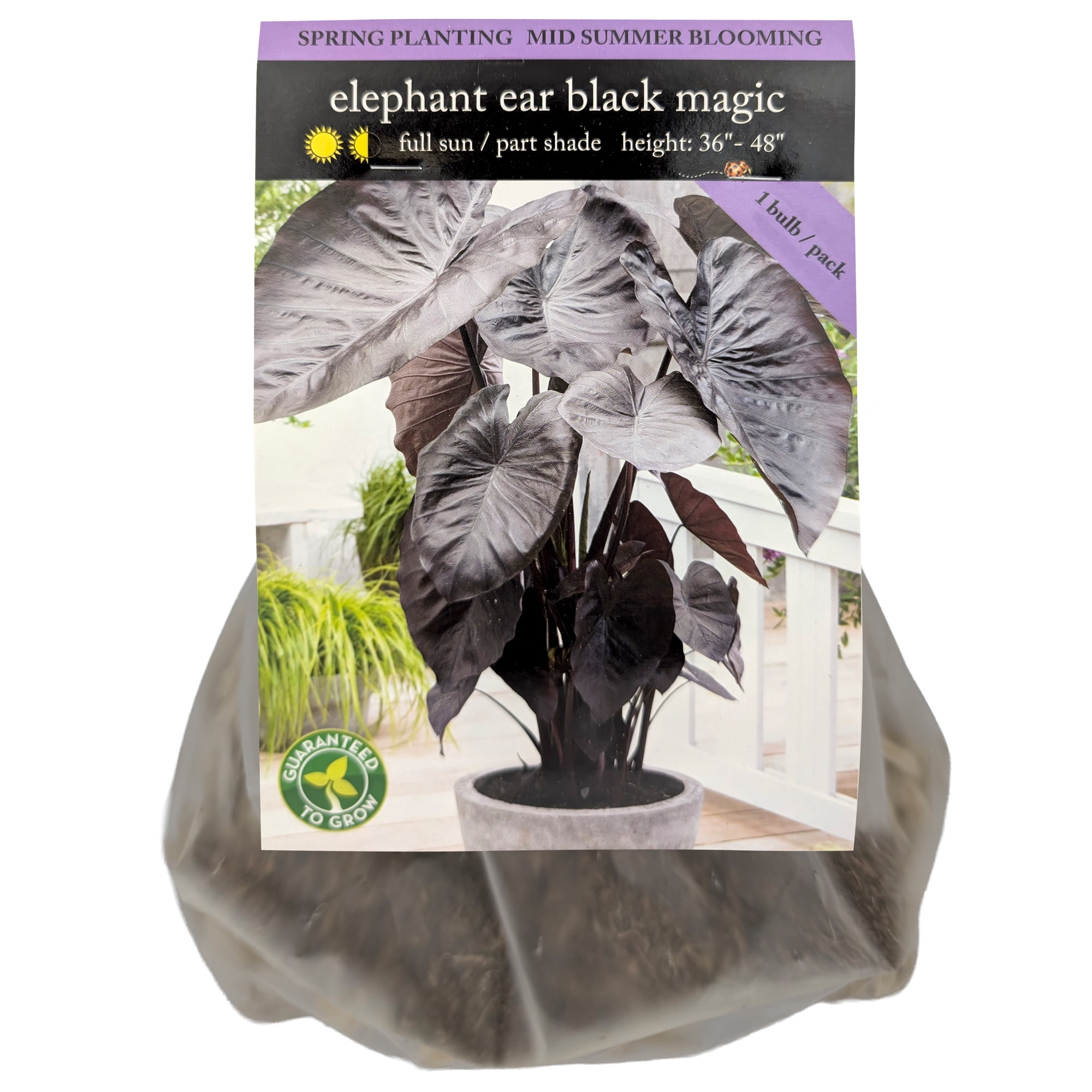EuroBlooms Black Magic Elephant Ear Flower Bulbs, Bag of 1, Tropical ...
