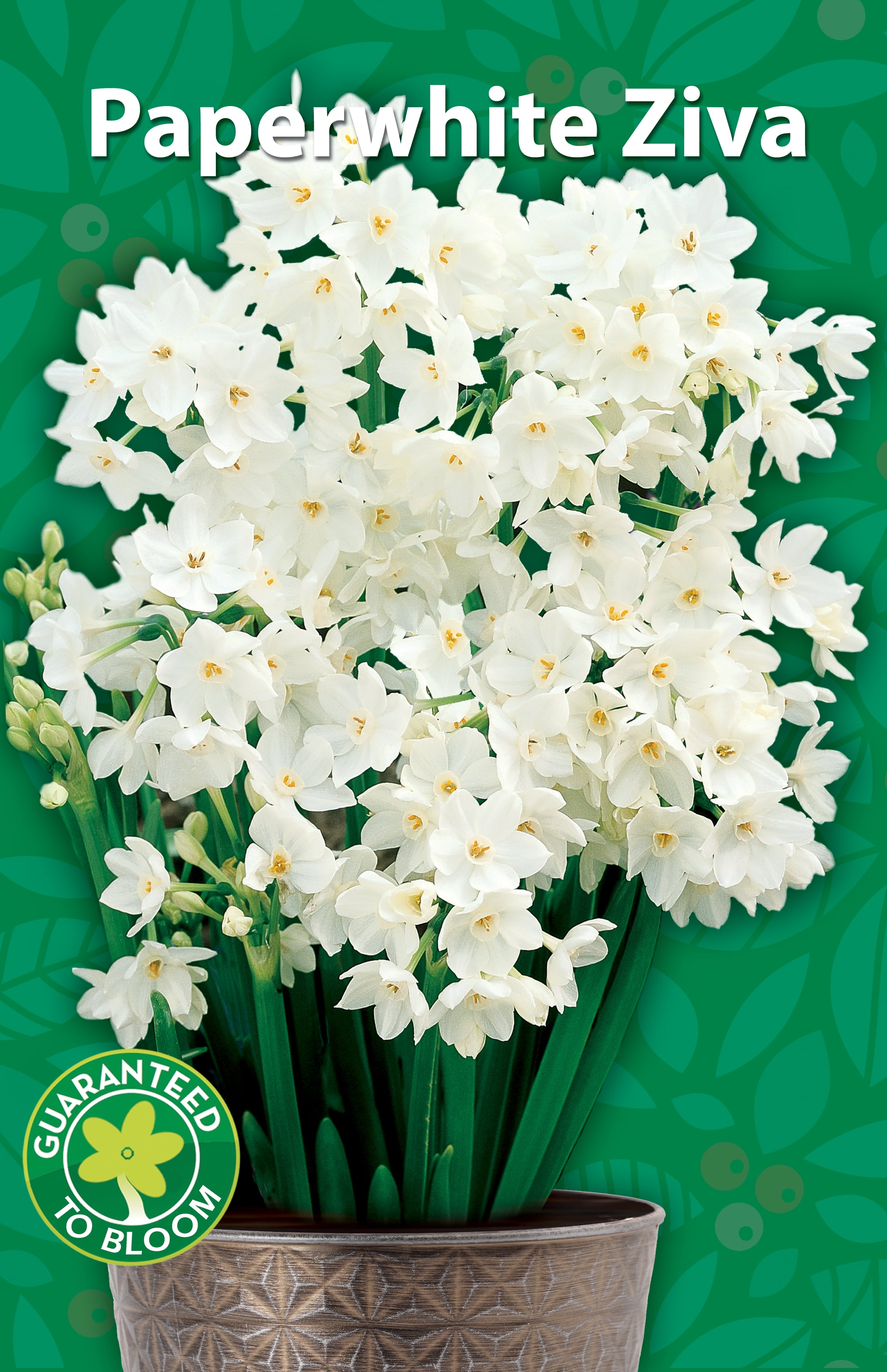 EuroBlooms Paperwhite Ziva, Indoor Plant Kit, White Blooms, Bright ...