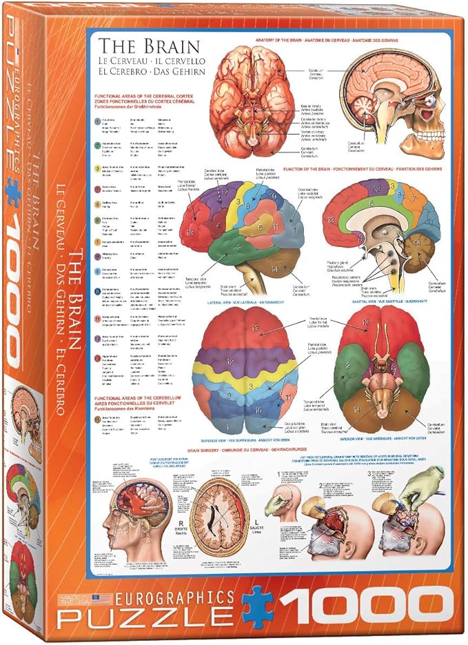 EuroGraphics Human Body (The Brain) 1000 Piece Puzzle - Walmart.com