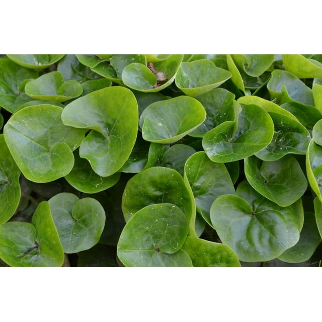 European Ginger Plants for Growing, Easy to Grow Shade Perennial ...