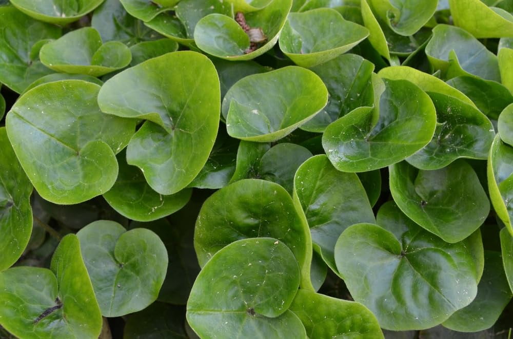 European Ginger Plants for Growing, Easy to Grow Shade Perennial ...