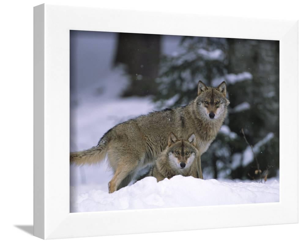 European Grey Wolves in Snow, Bayerischer Wald Np, Germany, Animals ...