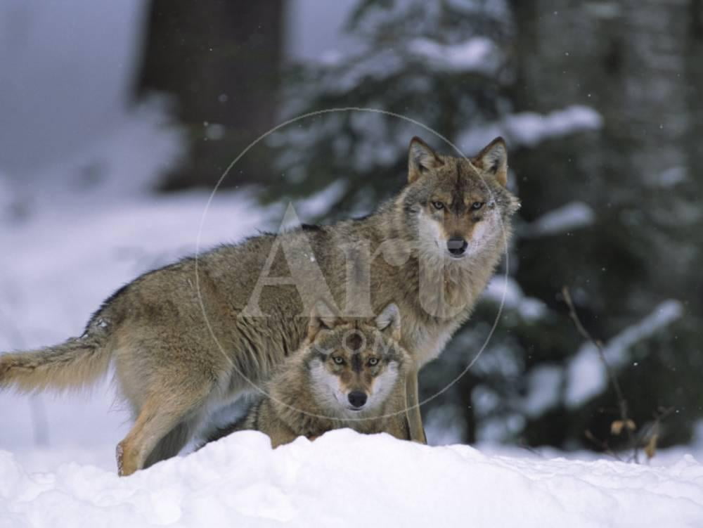 European Grey Wolves in Snow, Bayerischer Wald Np, Germany, Animals ...