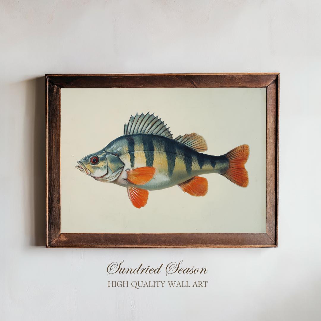 European Perch Illustration Print, Classic Fish Wall Art, Vintage ...