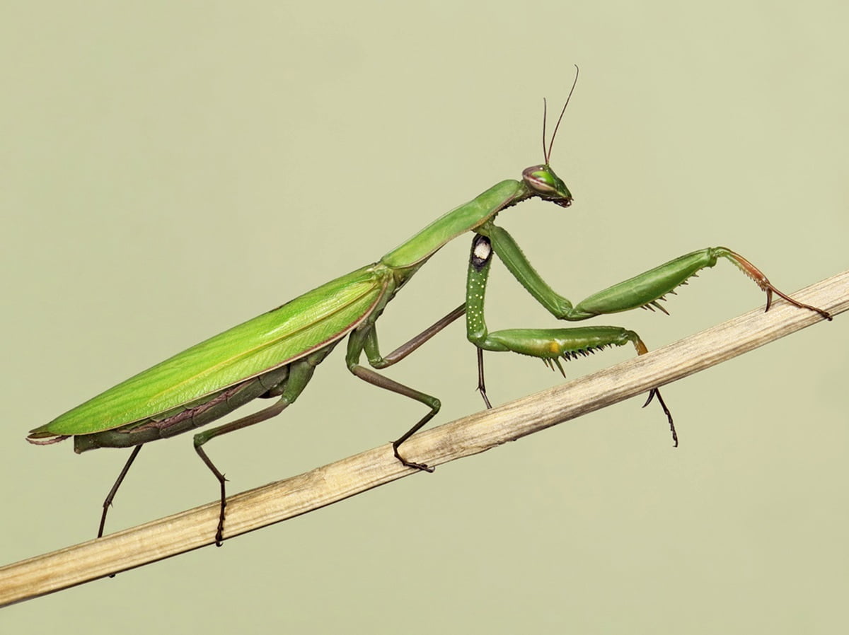 European Praying Mantis - 100-200 Babies with Hirt's Hatching Habitat ...