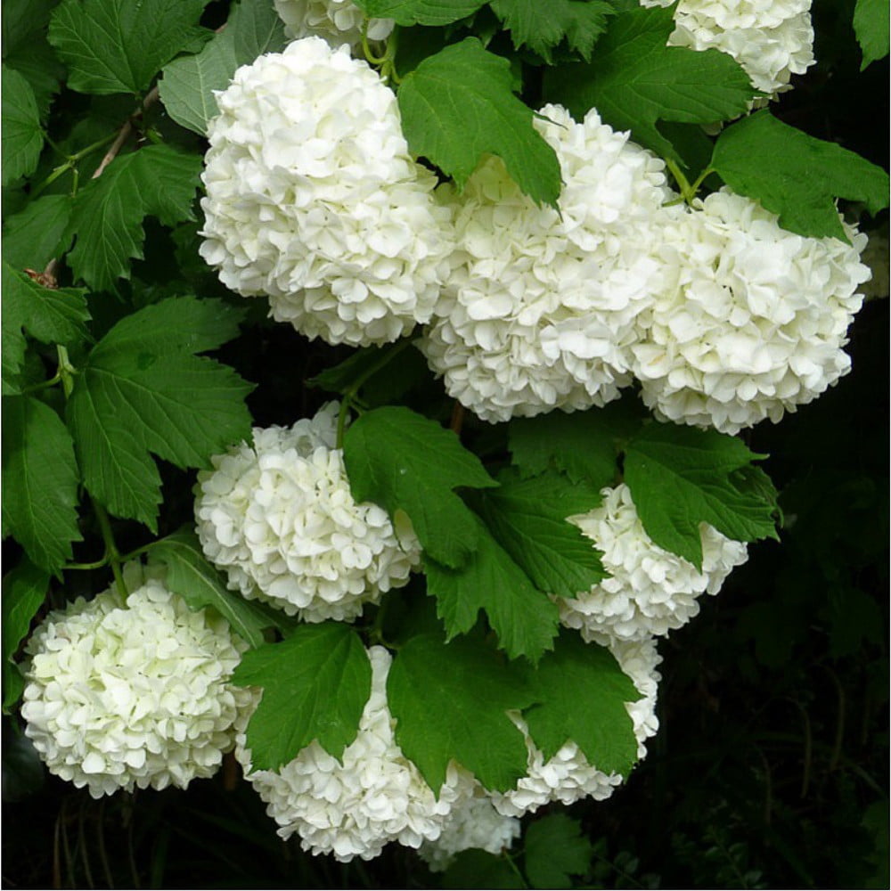 European Snowball 'Roseum' Viburnum opulus - Heirloom - 4" Pot ...