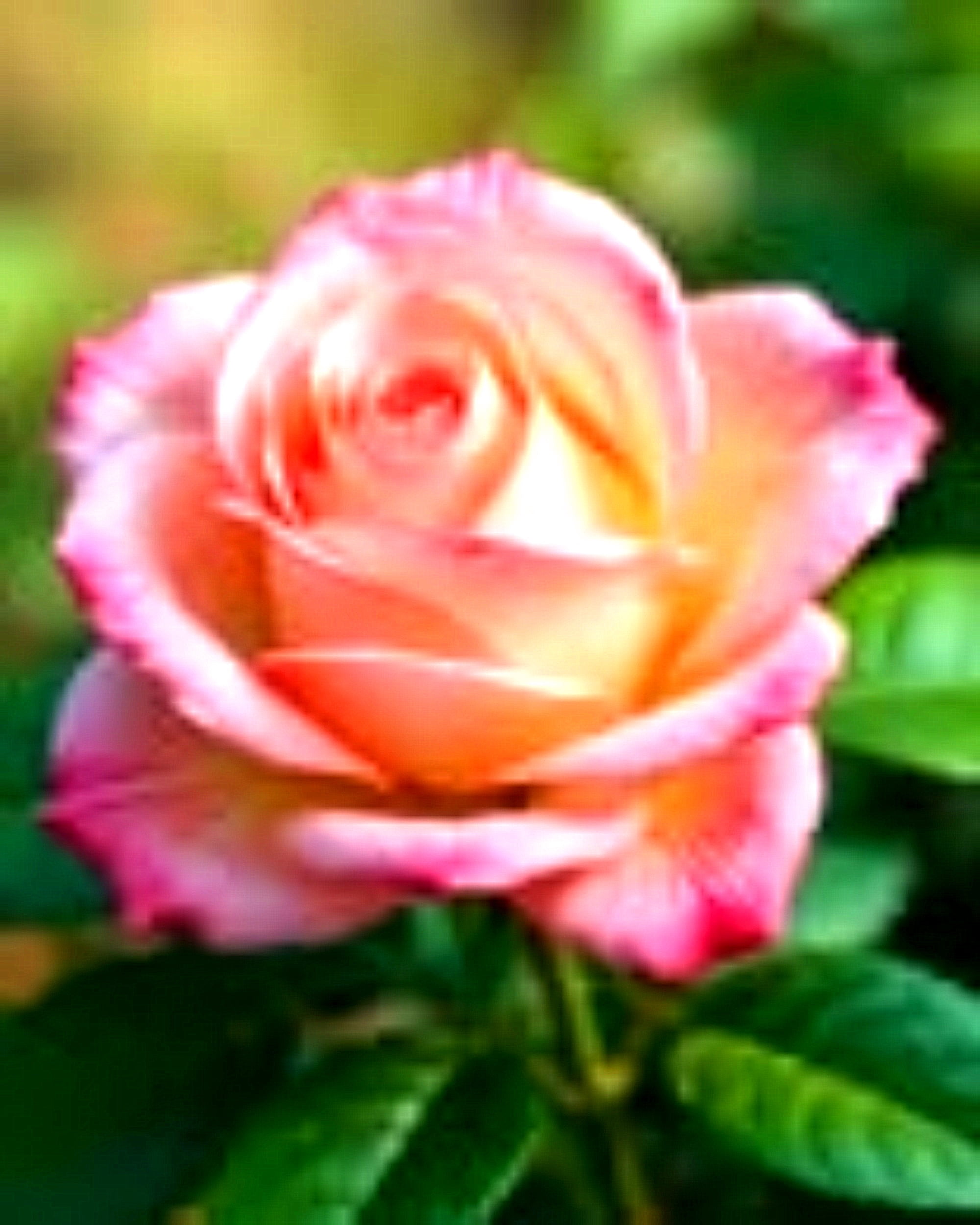 European roses are colorful and suitable for courtyard flower beds ...