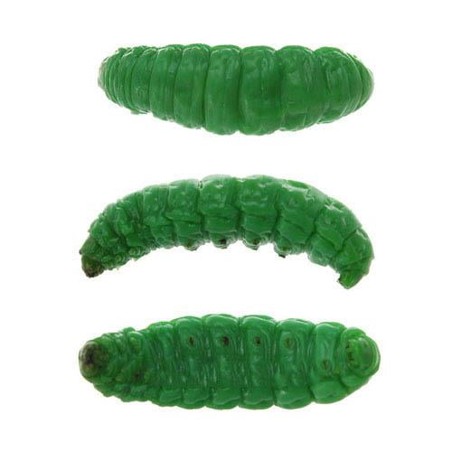 Eurotackle Mummy Worm Preserved Wax Worms, Green Caterpillar , Model ...