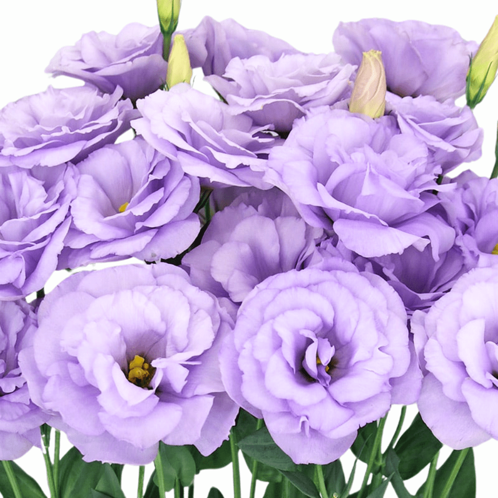 Eustoma Lisianthus Plant Live, Lavender Lisianthus Flowers Well Rooted ...