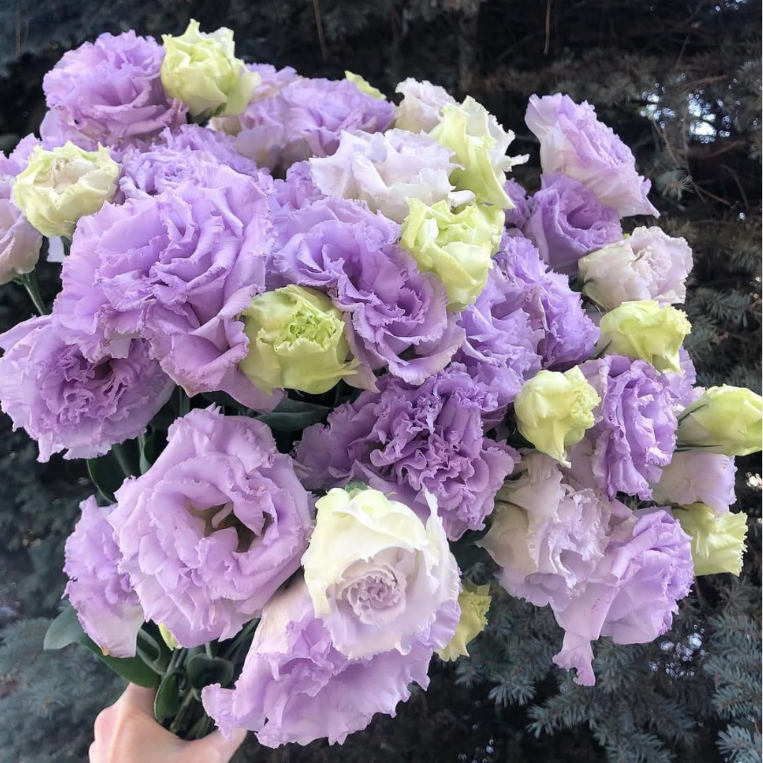Eustoma Lisianthus Plants Live, Blue Eustoma Lisianthus Plant, 2–3 Inch ...