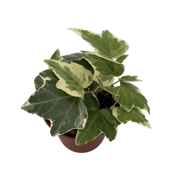English Ivy Plants