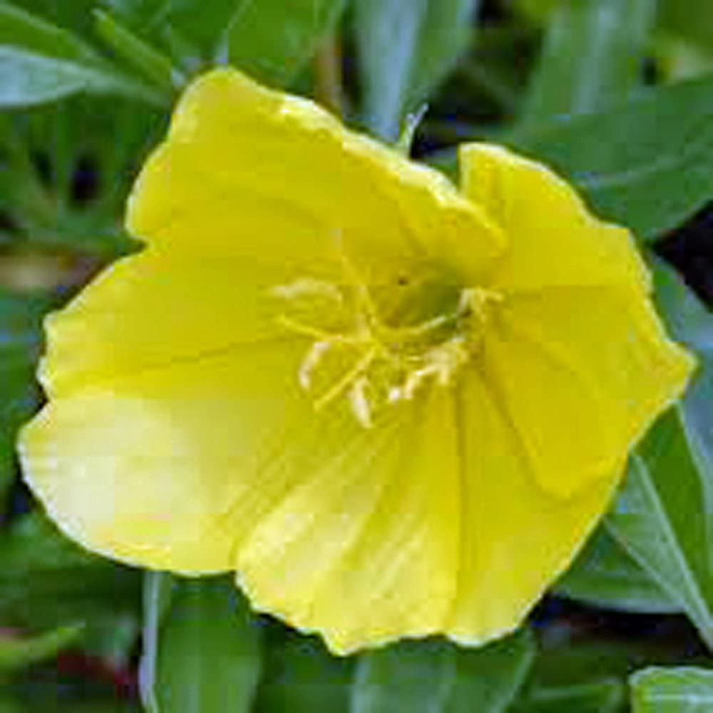 Evening Primrose 500+ Seeds Newly Harvested, Beautiful Yellow Flowers ...
