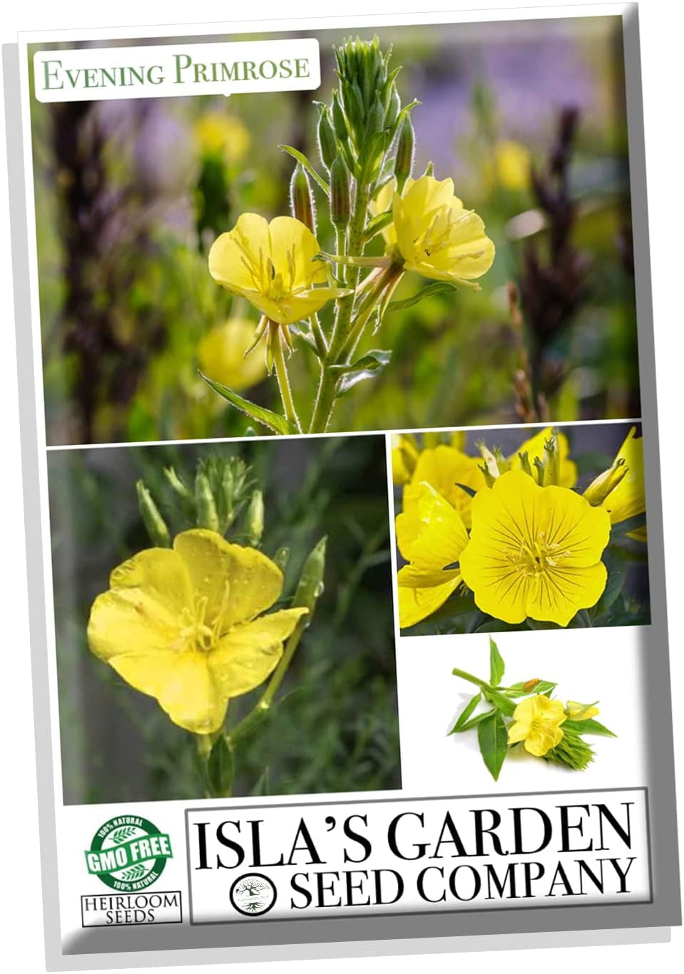 Evening Primrose Mix Flower Seeds, 1500 Flower Seeds Per Packet ...