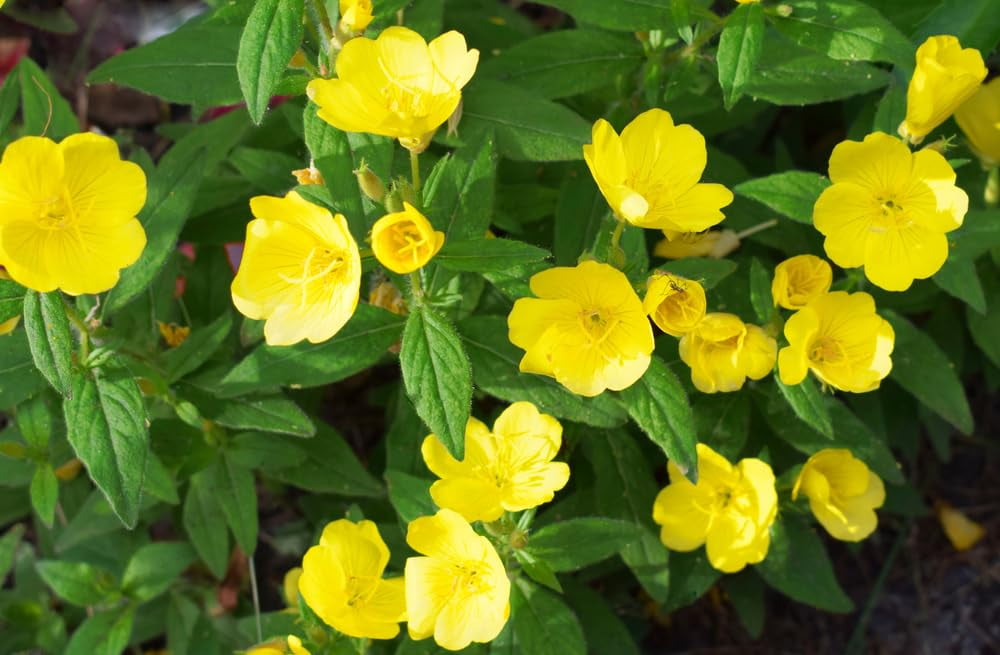 CZ Grain Evening Primrose Live Plants, Fragrant Perennial Blooms ...