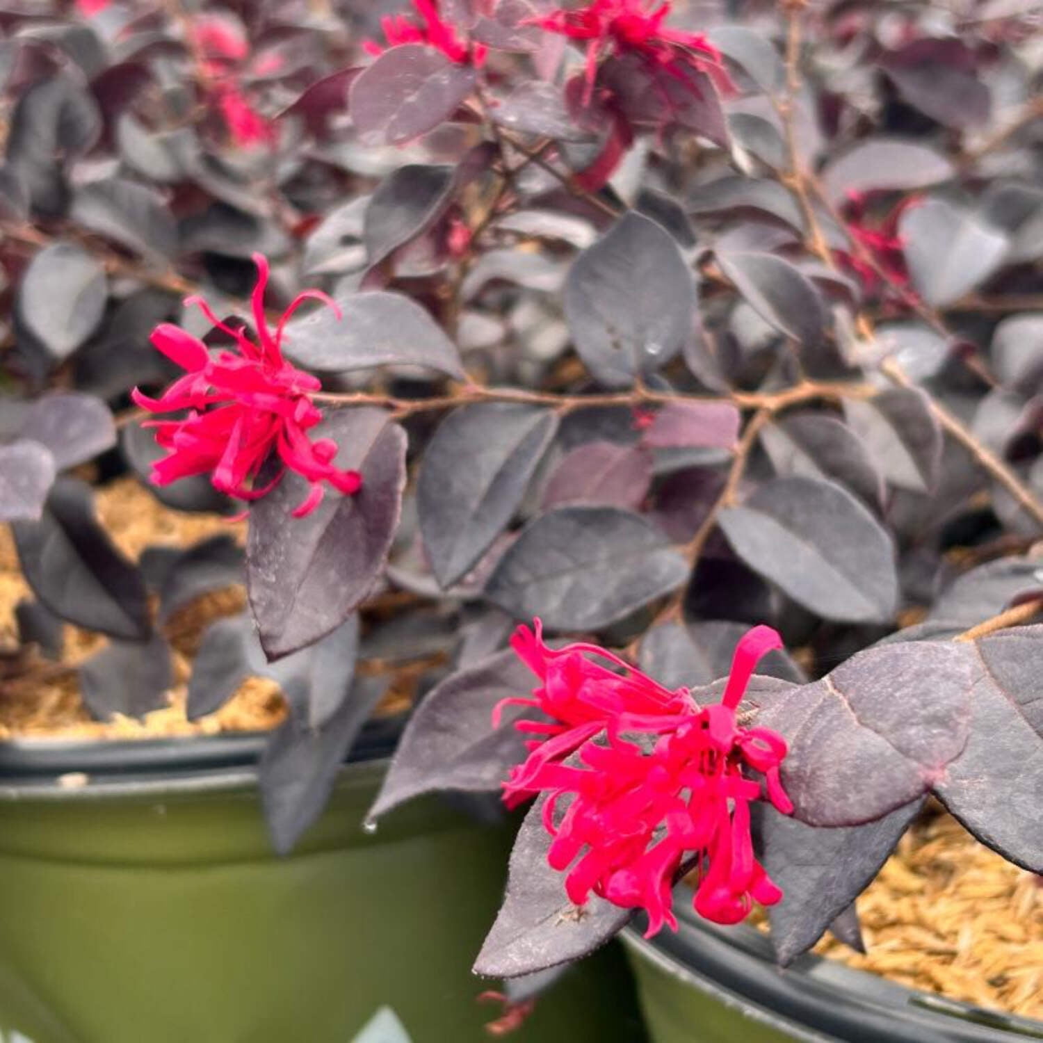 Ever Red® Fringe Flower - 3 Gallon Pot - Walmart.com
