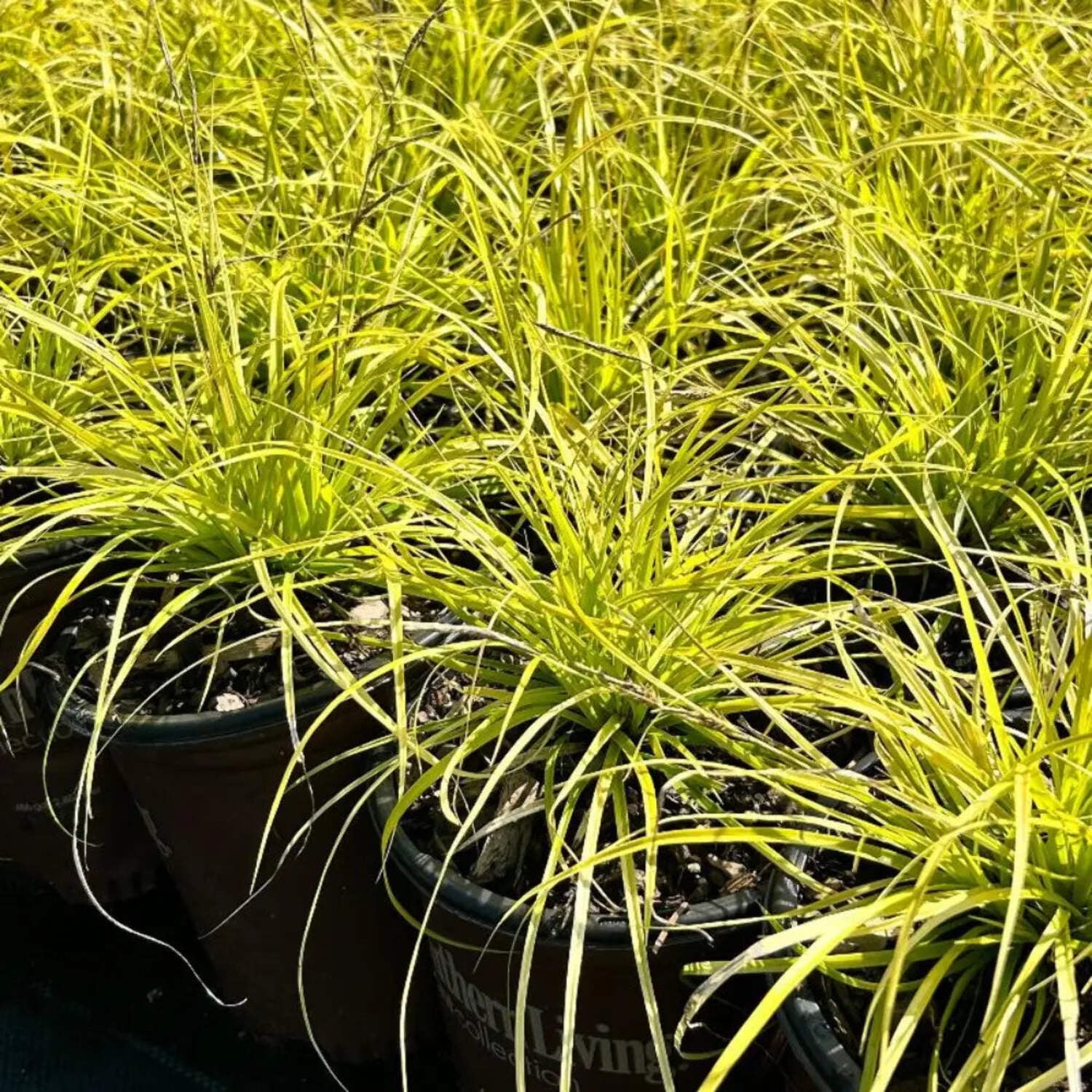 EverColor® Everillo Sedge - Carex oshimensis 'Everillo' PP#21,002 ...