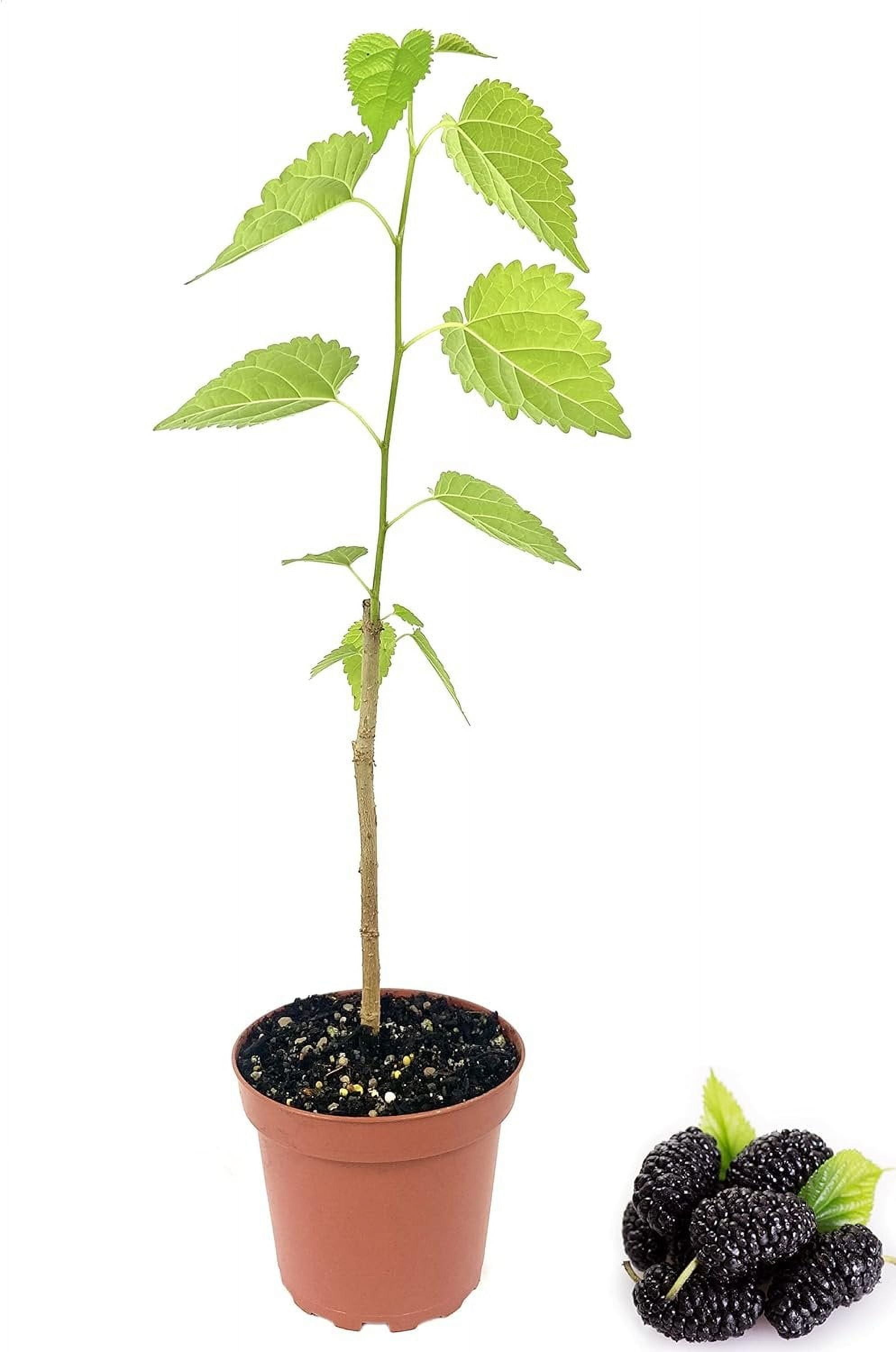 Everbearing Mulberry Tree - 10 Live Plants in 4 Inch Pots - Edible ...