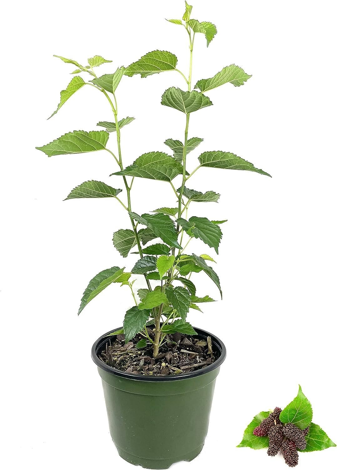 Everbearing Mulberry Tree - Live Plant in a 6 Inch Pot - Edible Fruit ...