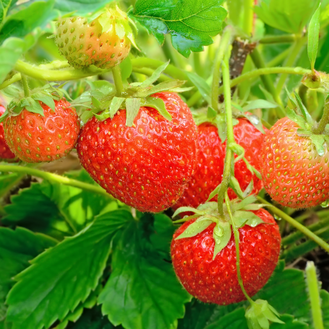 Everbearing Strawberry Plant Live For Planting Outdoors, 5 to 8 Inch ...