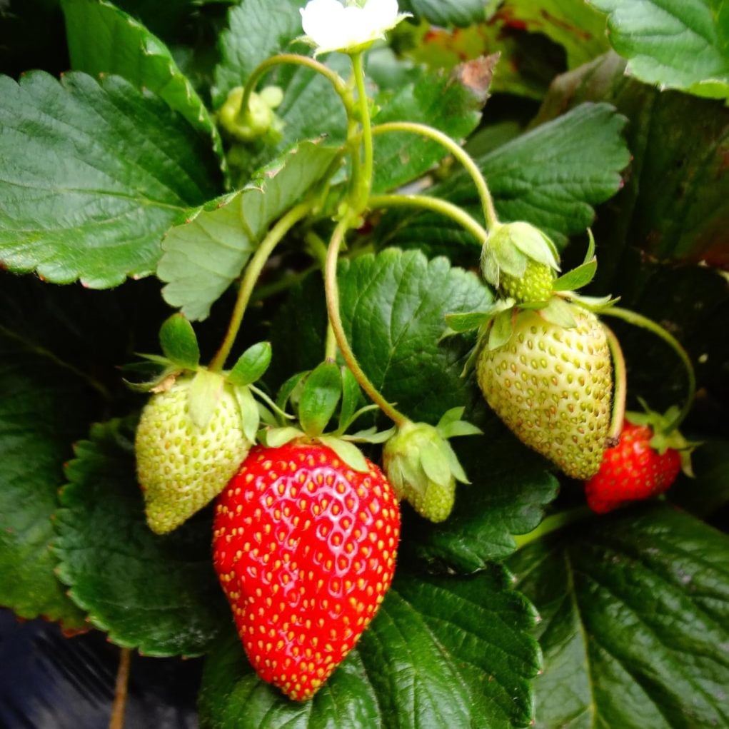 Everbearing Strawberry Plants - Harvest Strawberries Two to Three Times ...