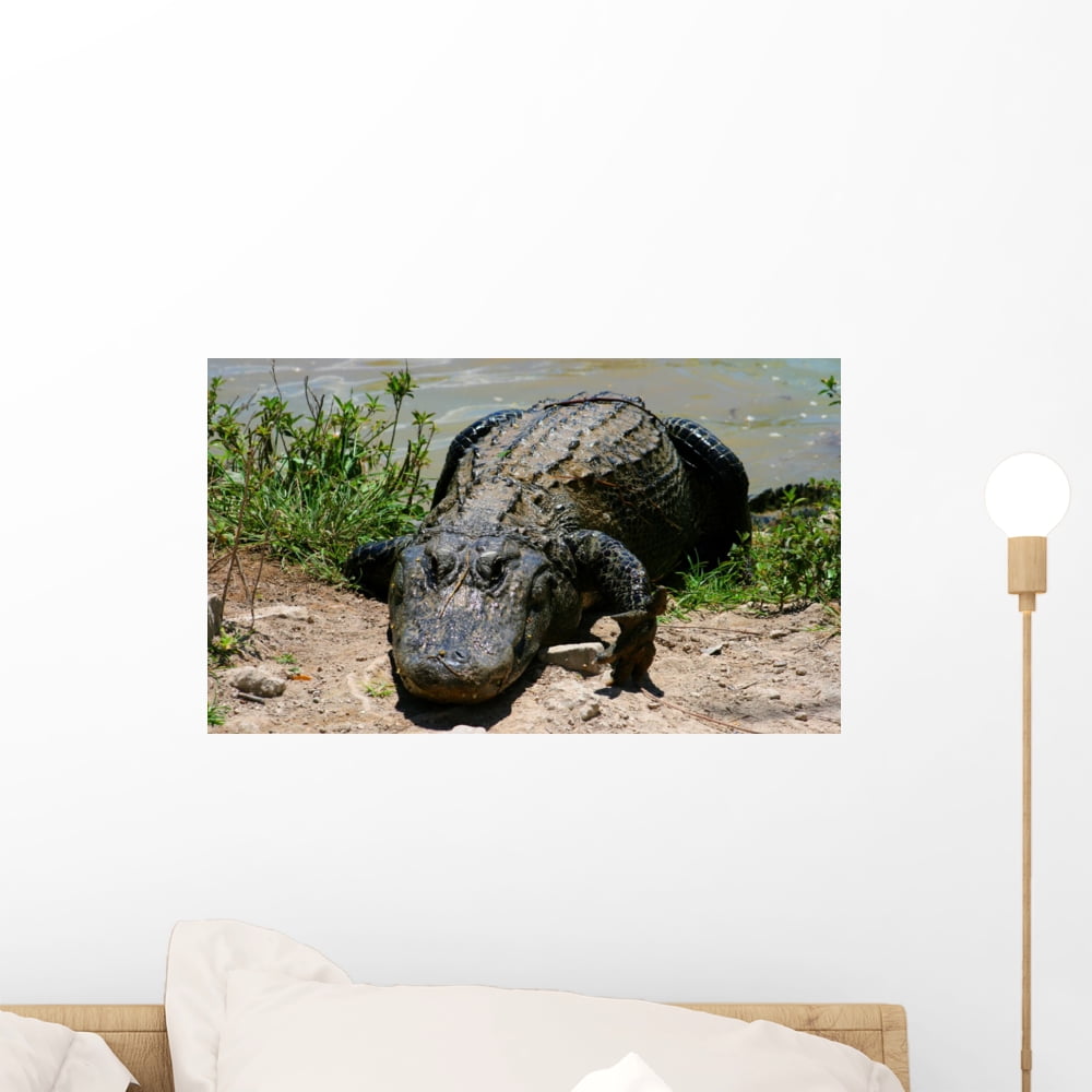 Everglades Miami Alligator Wall Mural by Wallmonkeys Peel and Stick ...