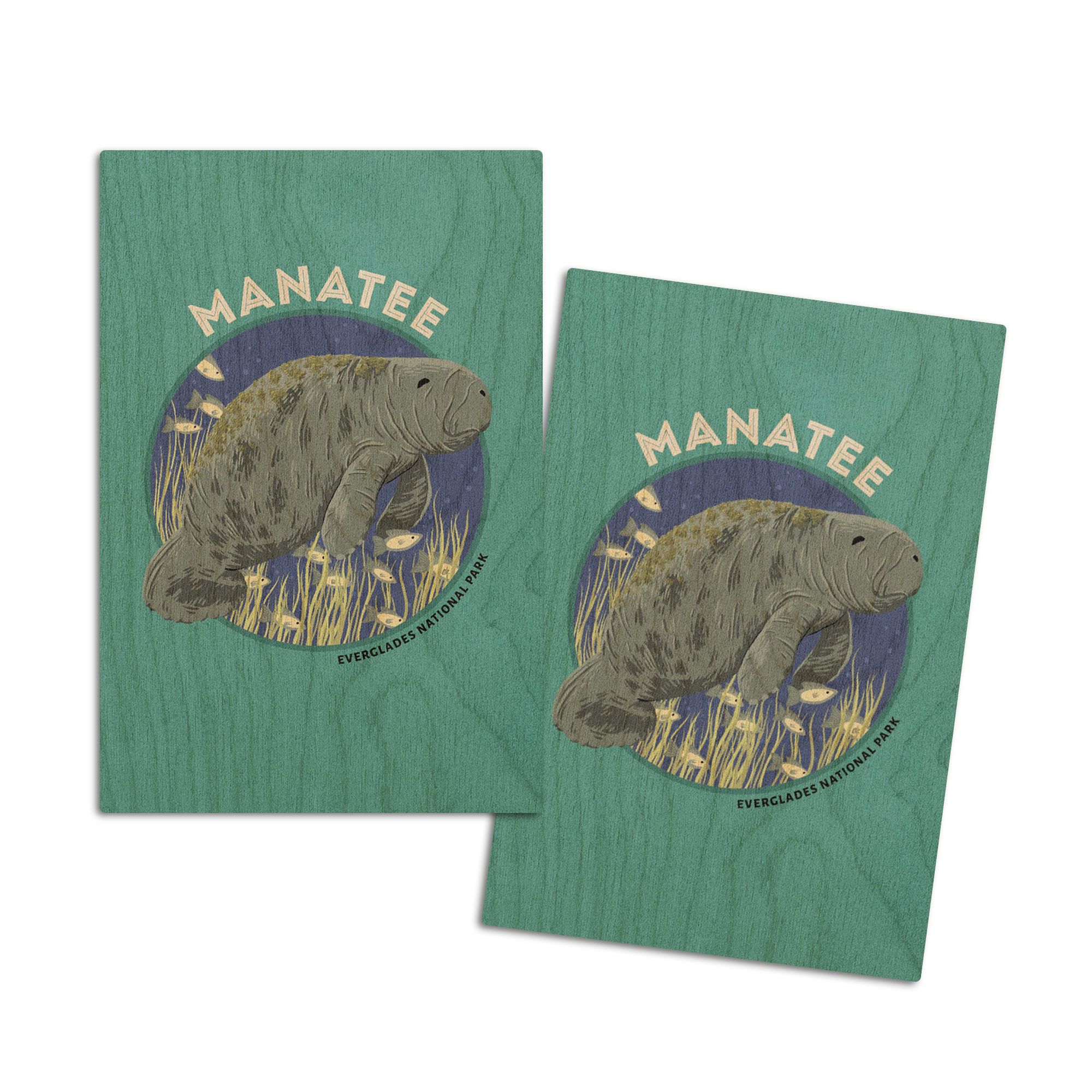Everglades National Park, Florida, Facts About Manatees (4x6 Birch Wood ...