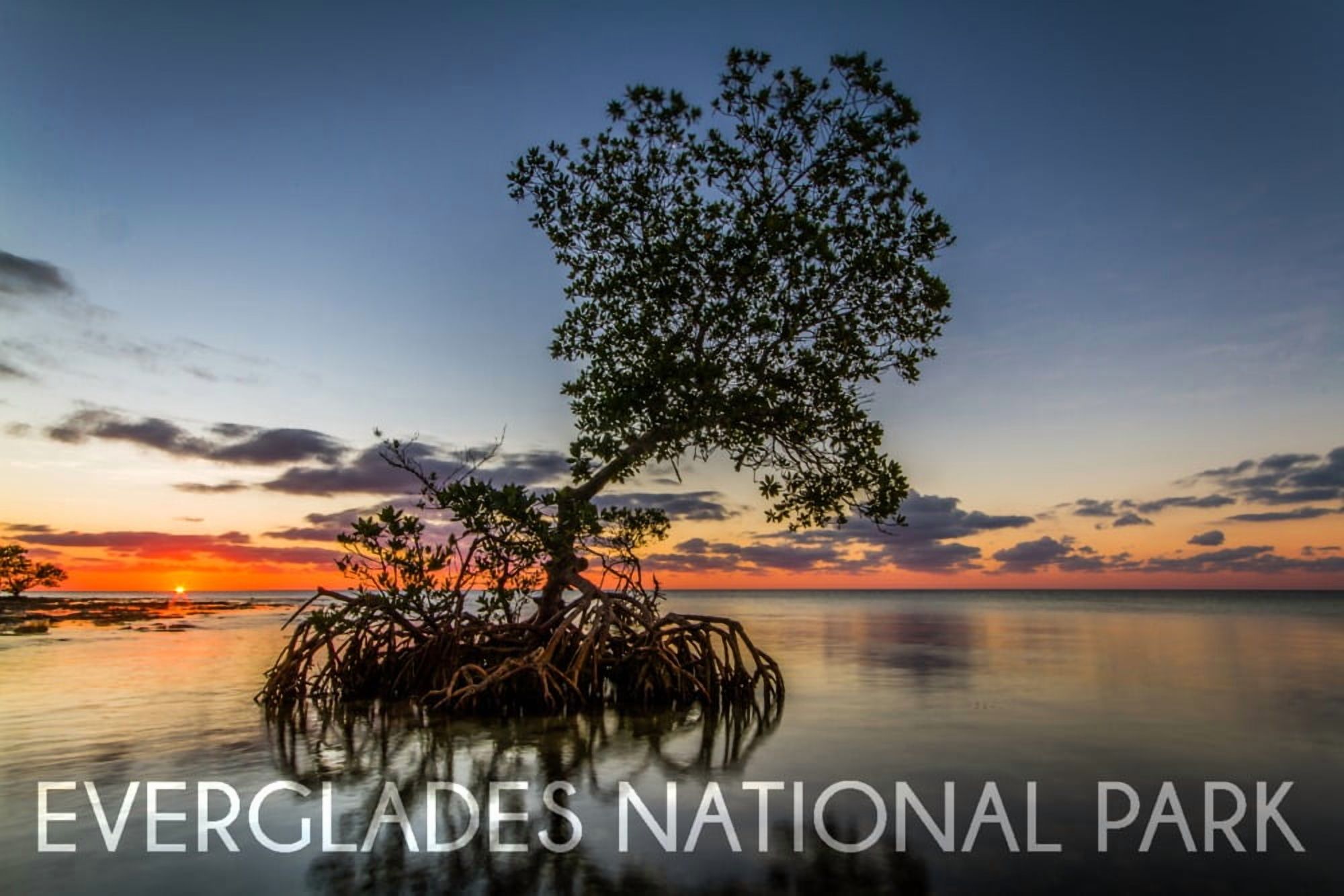 Everglades National Park, Florida, Mangrove and Sunset (24x36 Giclee ...
