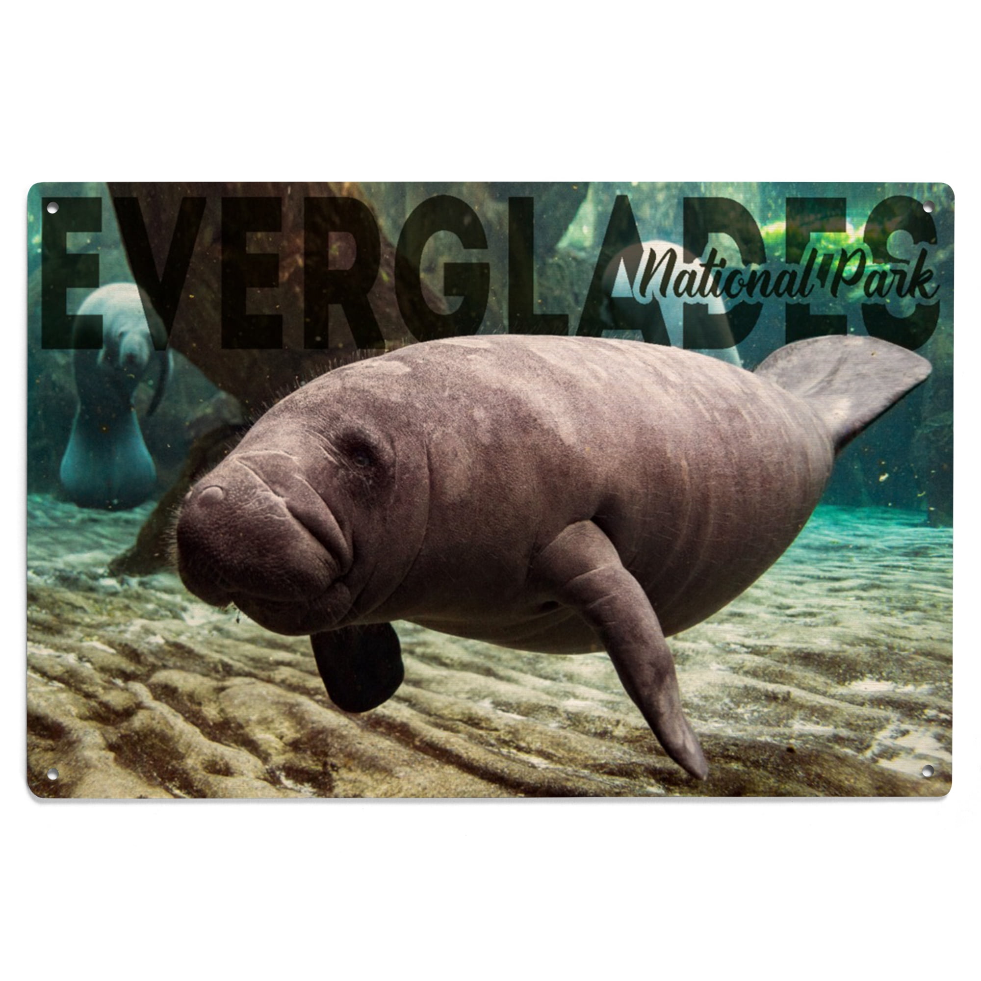 Everglades National Park, Manatees Underwater, Photography Birch Wood ...