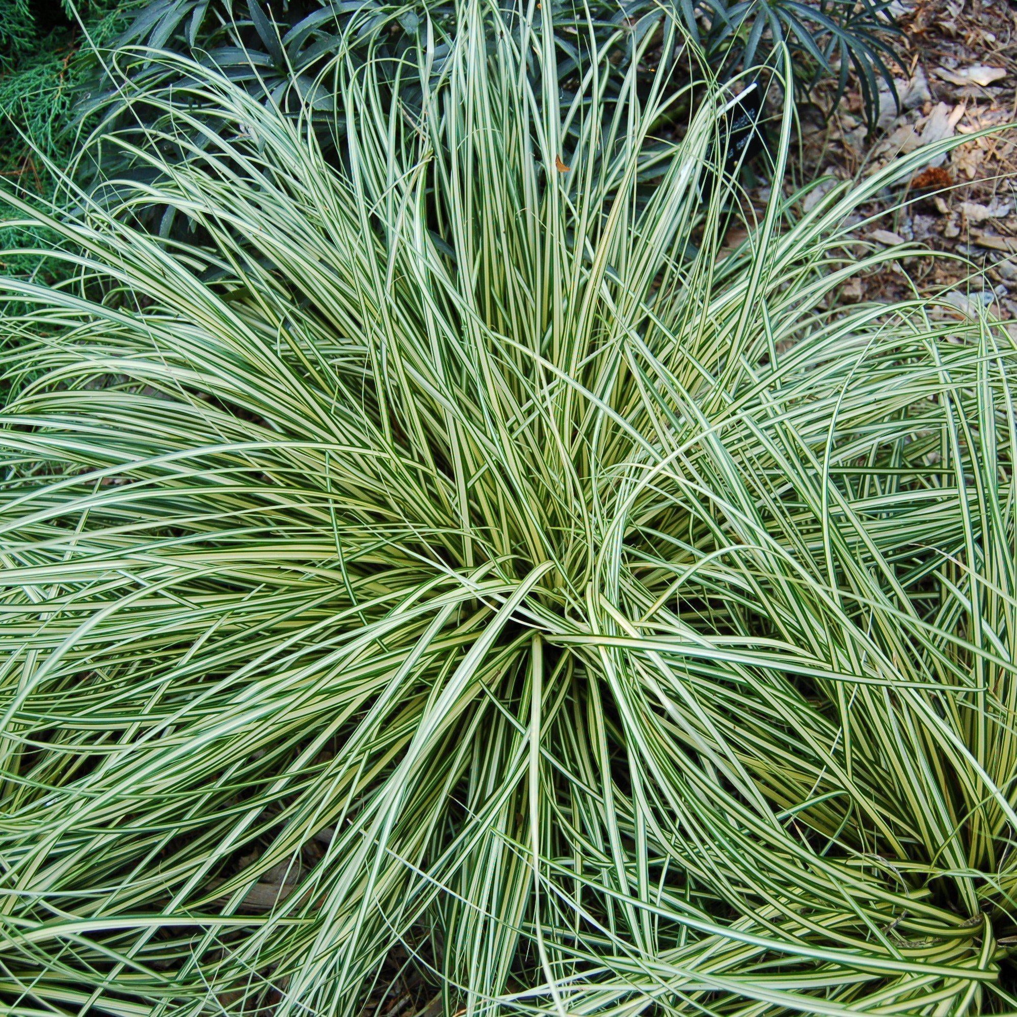GoBuyPlants - Evergold Variegated Sedge - 1 Gallon Pot - Walmart.com
