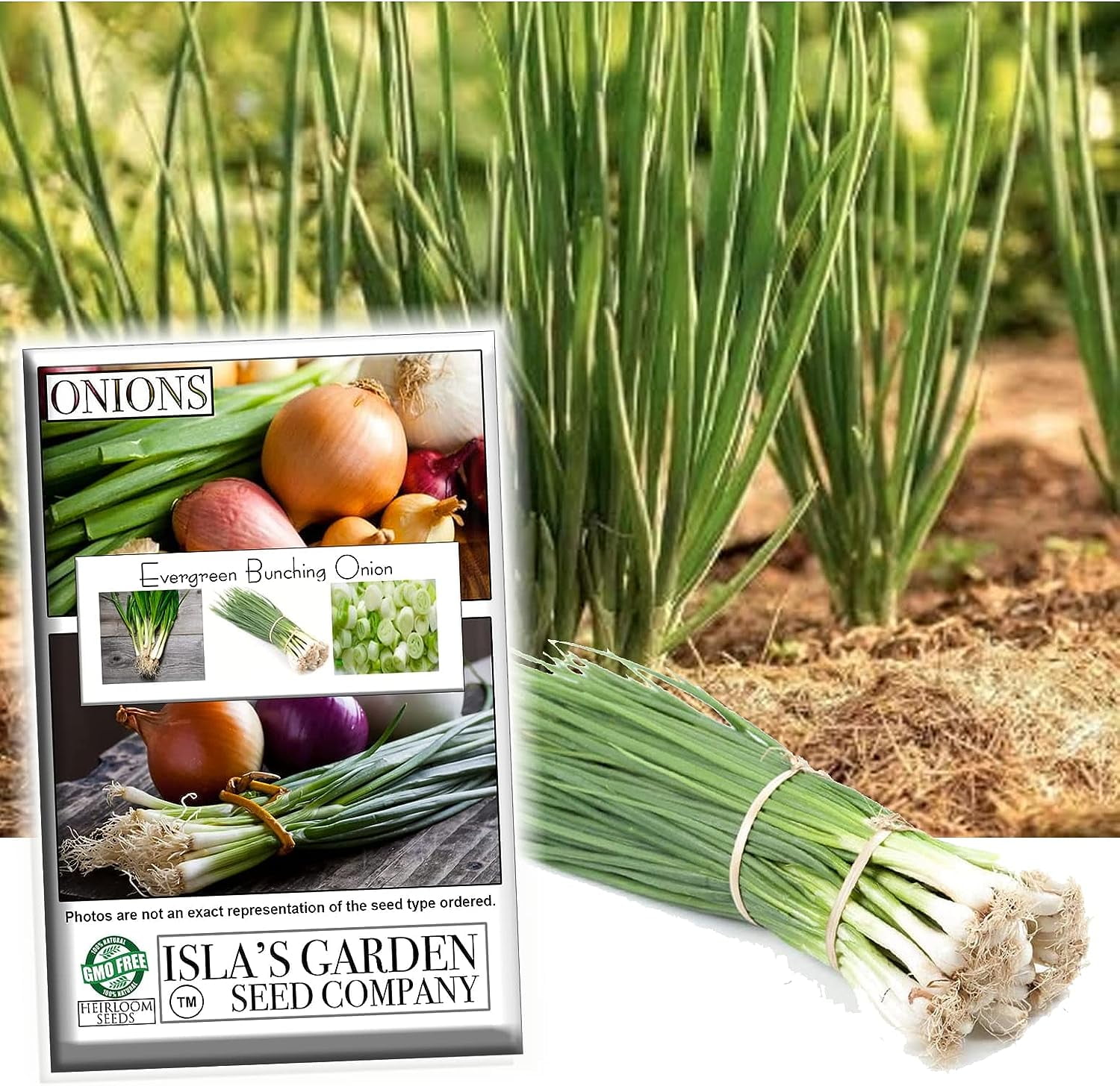 Evergreen Bunching Nebuka Onion Seeds, 500+ Seeds Per Packet Non GMO ...