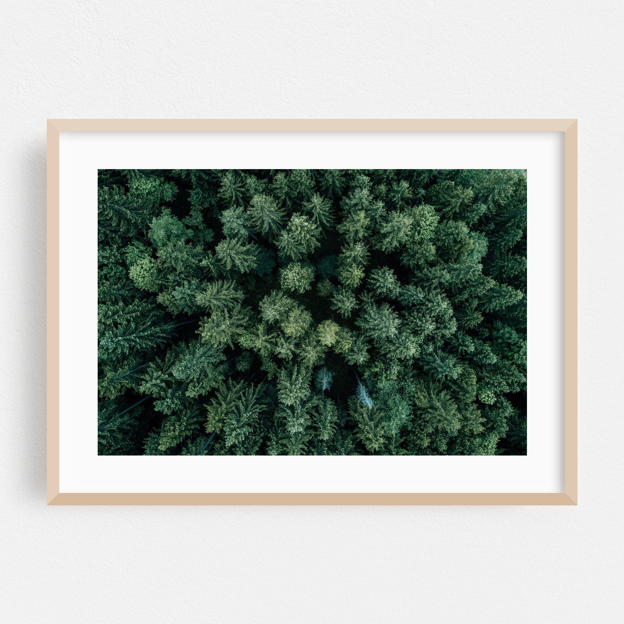 Evergreen Canopy Symphony - Photography Forest Nature Woodland ...