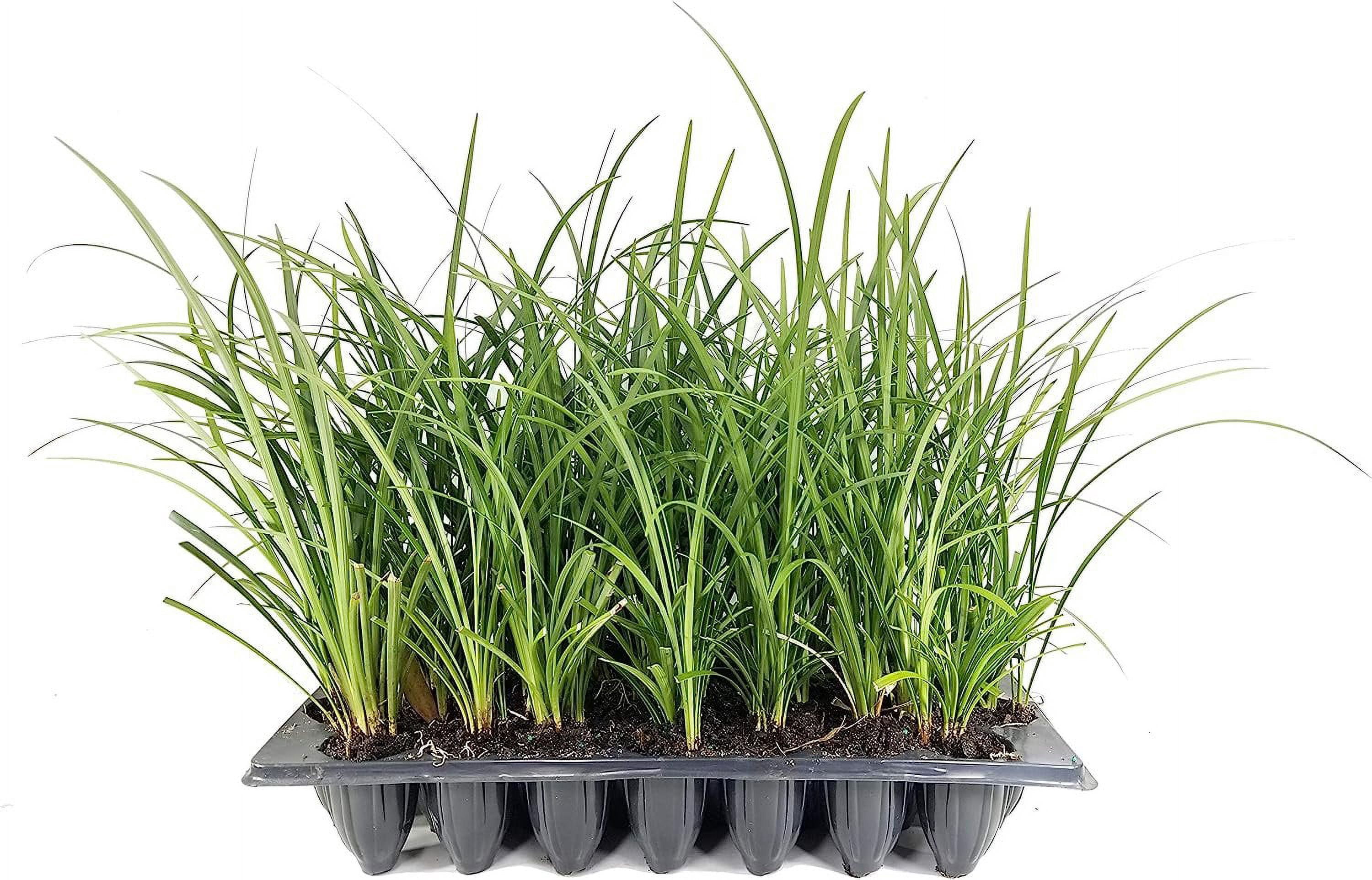 Evergreen Giant Liriope Muscari - 10 Live Plants - Drought Tolerant Low ...