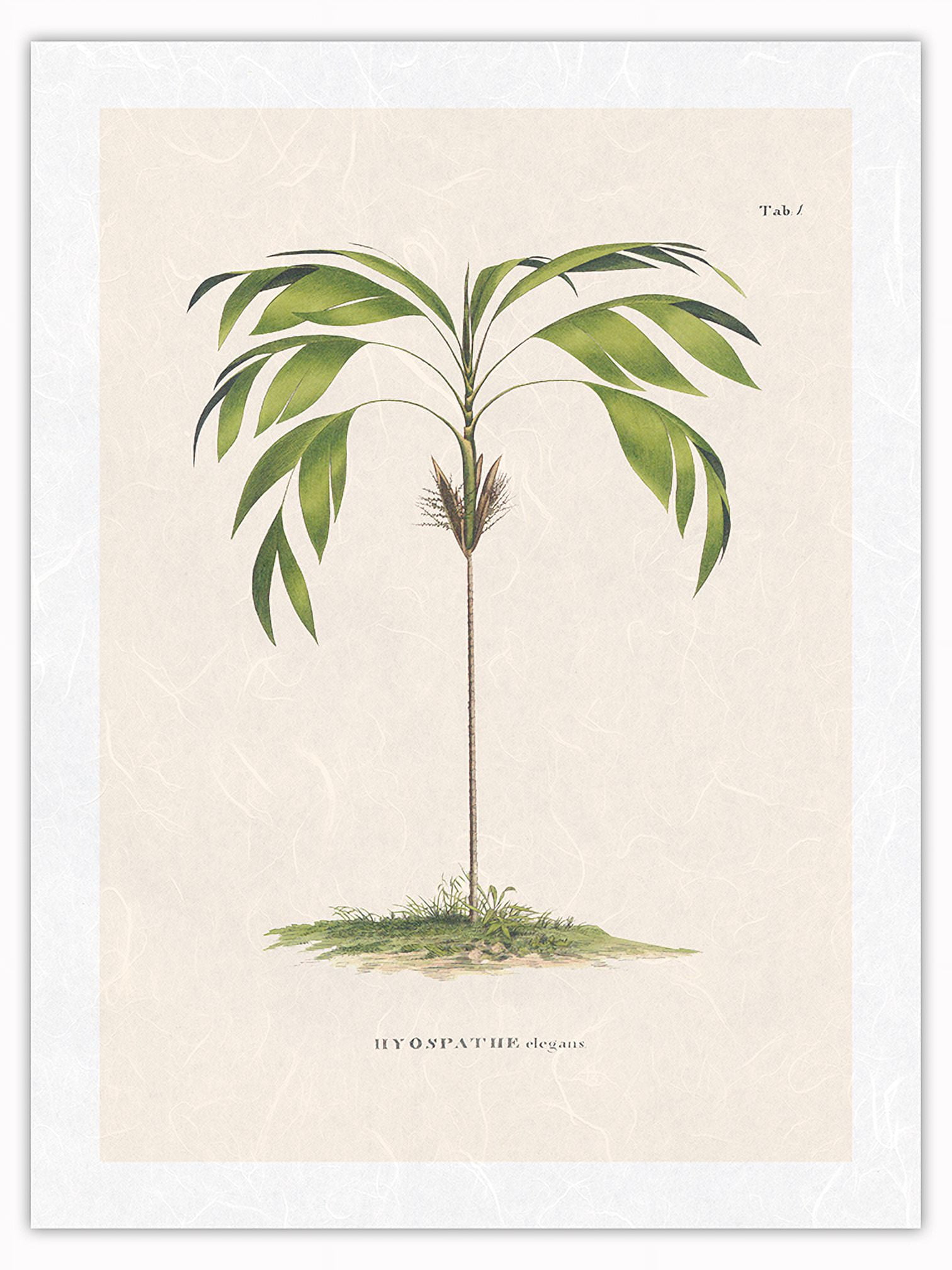 Evergreen Palm Tree (Hyospathe Elegans) - Vintage Botanical ...