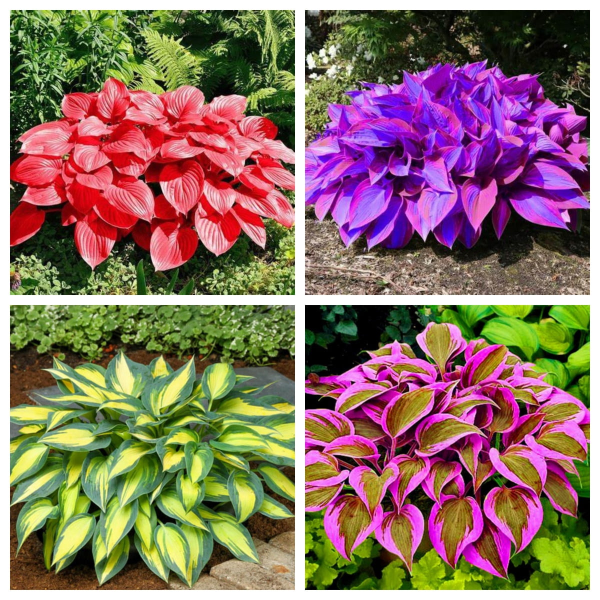 Evergreen hardy hosta, garden planting, perennial plants - Walmart.com