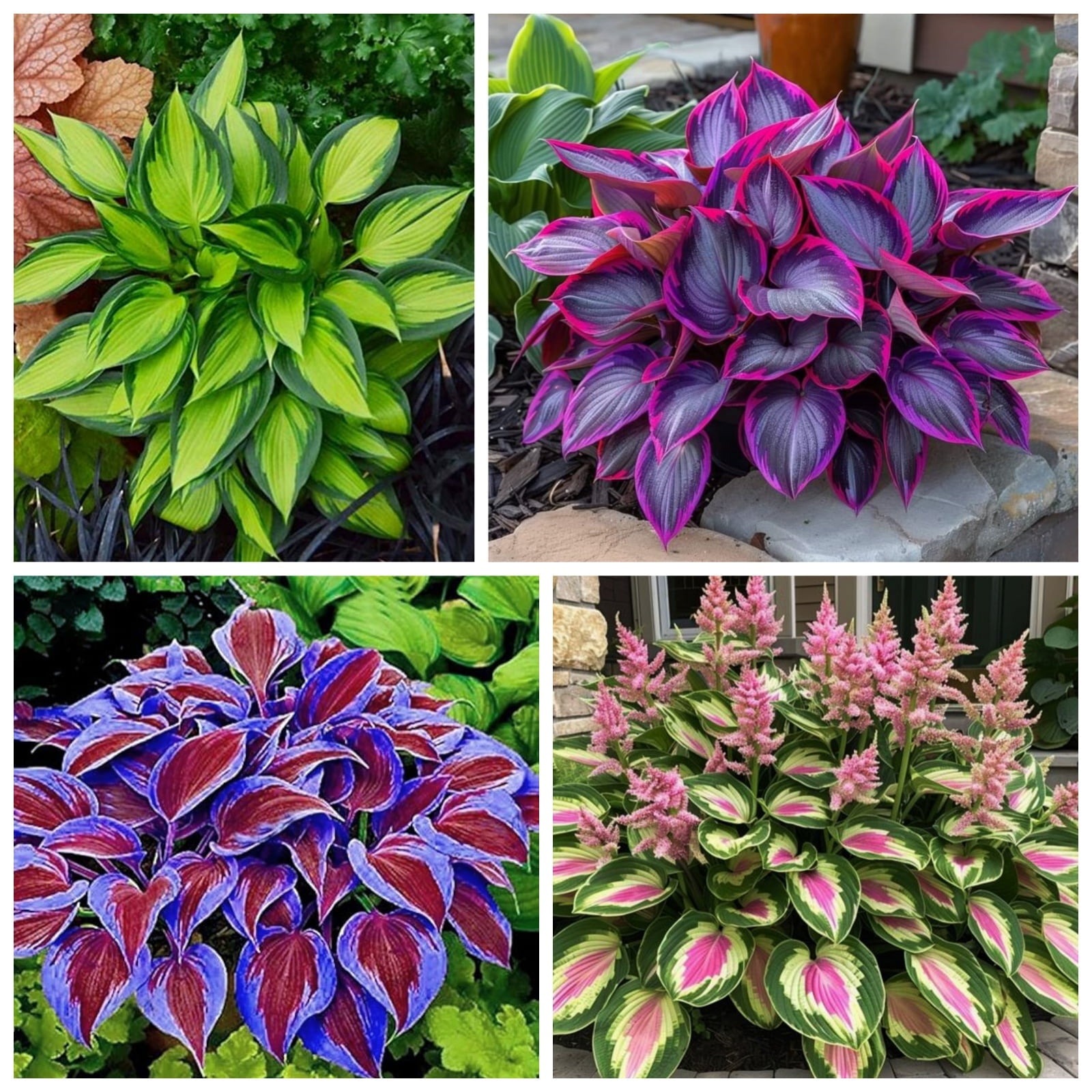 Evergreen hardy hosta, garden planting, perennial plants - Walmart.com