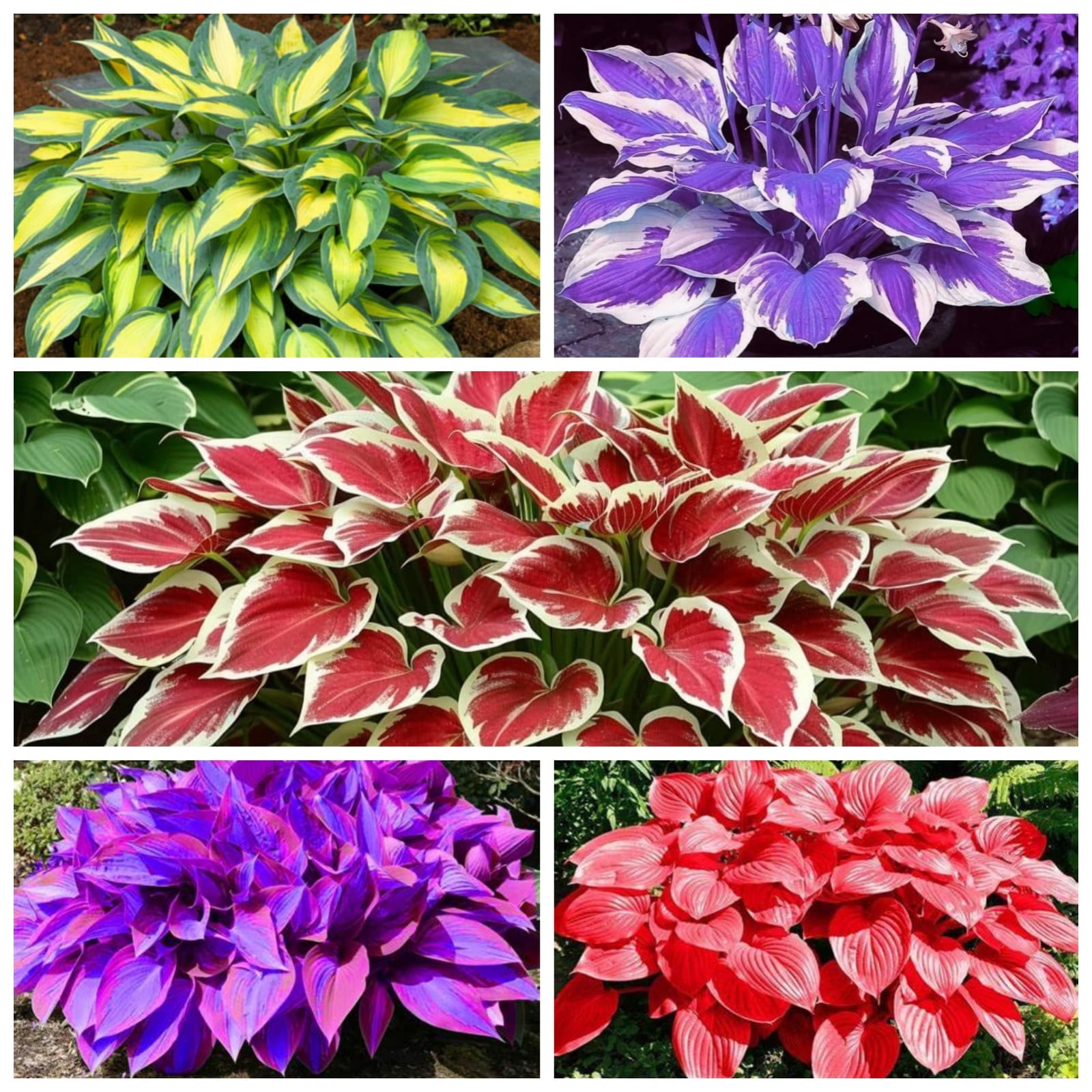 Evergreen hardy hosta, garden planting, perennial plants - Walmart.com